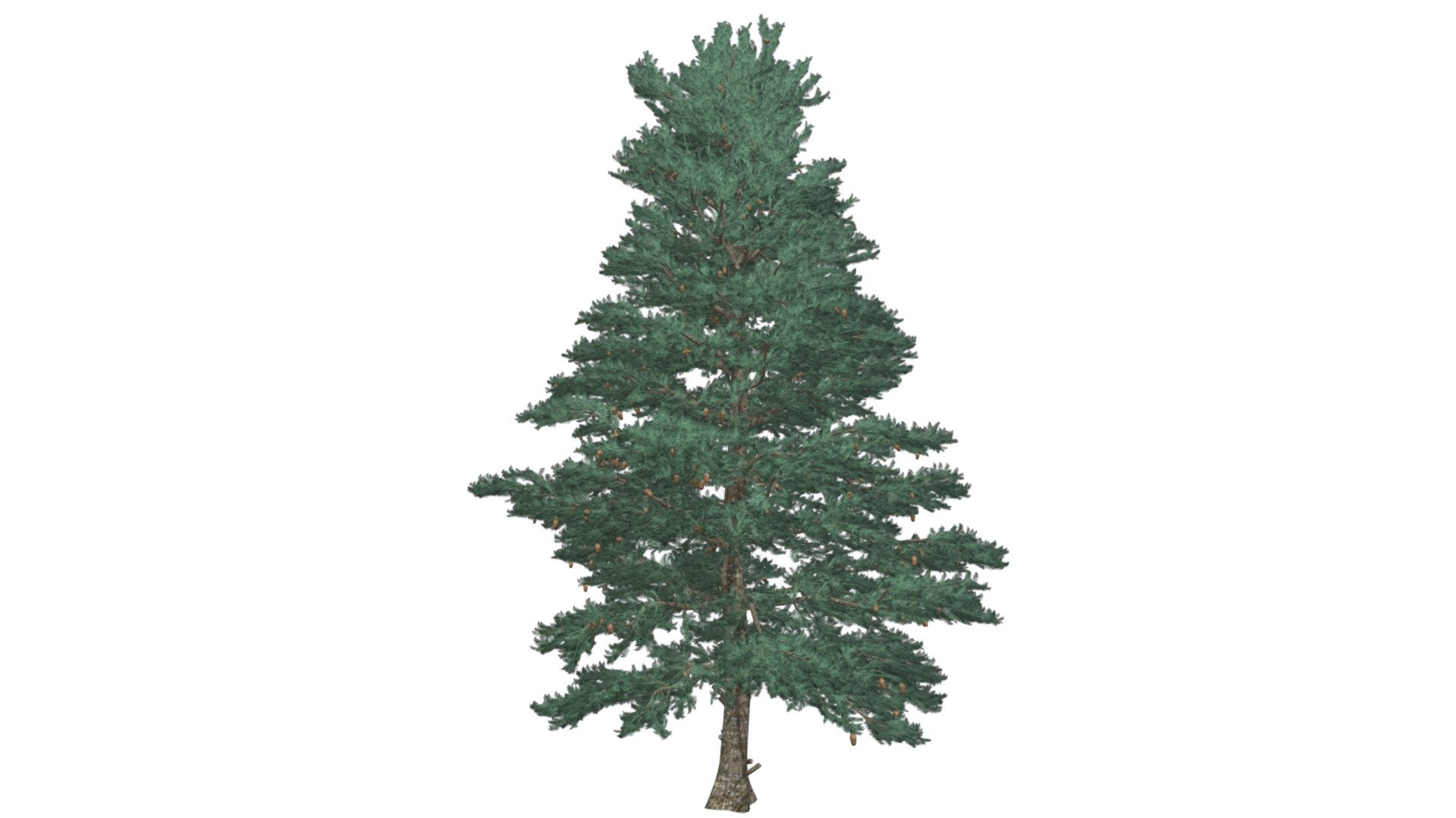 White Fir Tree #09 - Buy Royalty Free 3D model by meshshape [fd2a036 ...