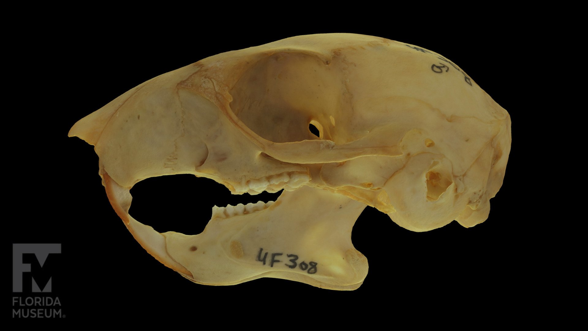 Eastern Gray Squirrel Skull + Mandible (UF 308) - 3D model by ...