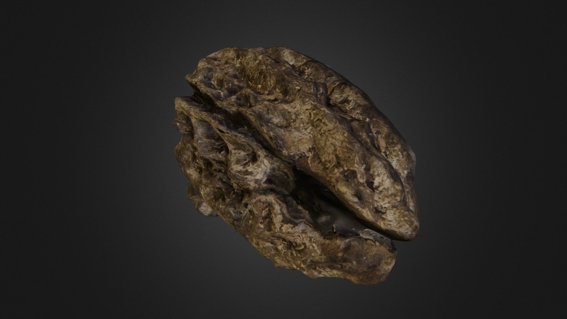 WALNUT FOSSIL - 3D model by 3D Fossils (@conqueror78) [fd33772] - Sketchfab