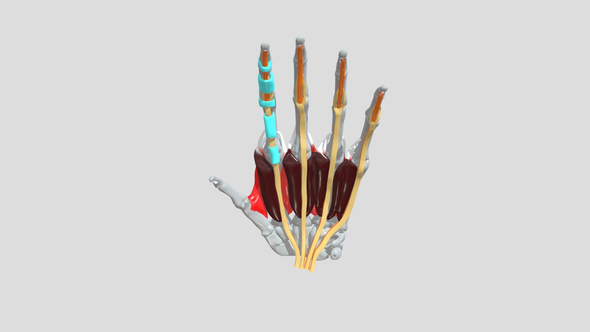Human Hand Anatomy - 3D model by shimxandr [fd38f34] - Sketchfab