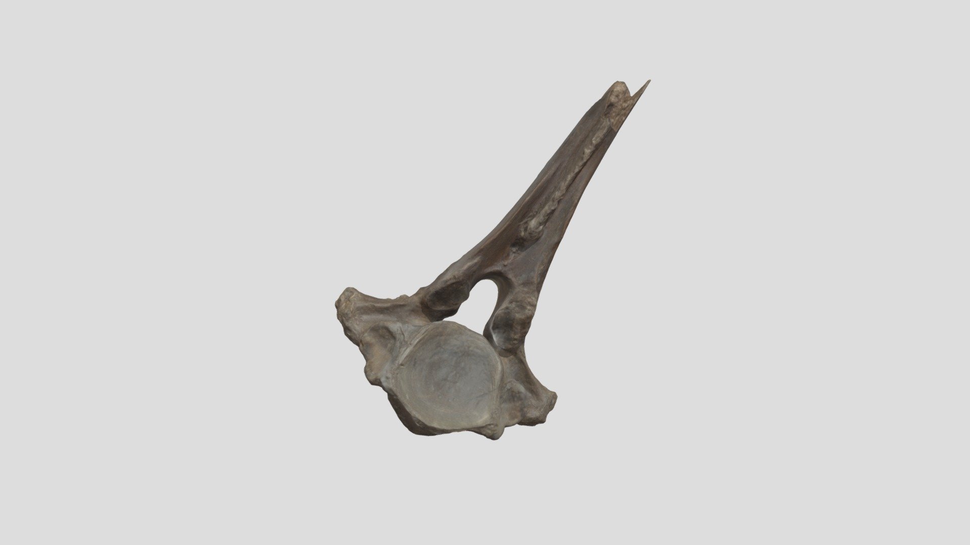 Mastodon Thoracic Vertebra - 3D model by UIPaleoRepository [fd3a2e6 ...