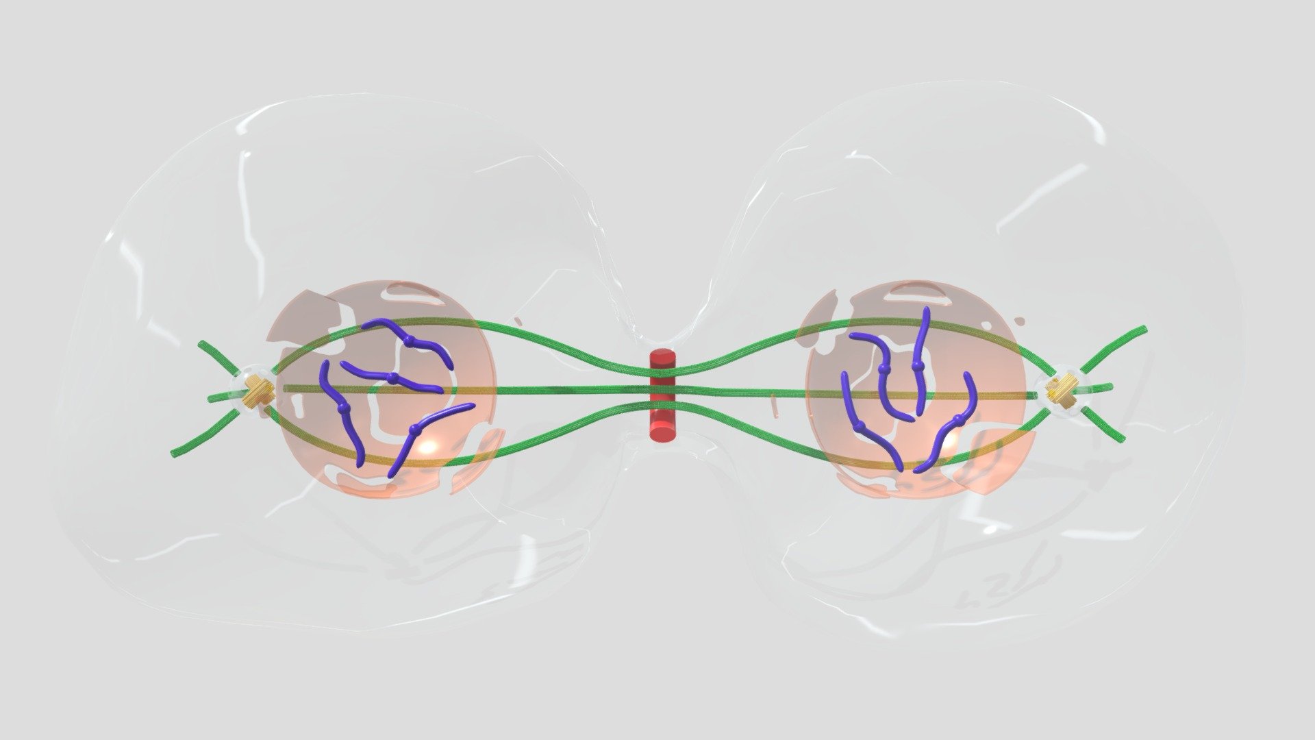 Cell Division 09 - Mitosis Cytokinesis - 3D model by Júlio Panzera ...