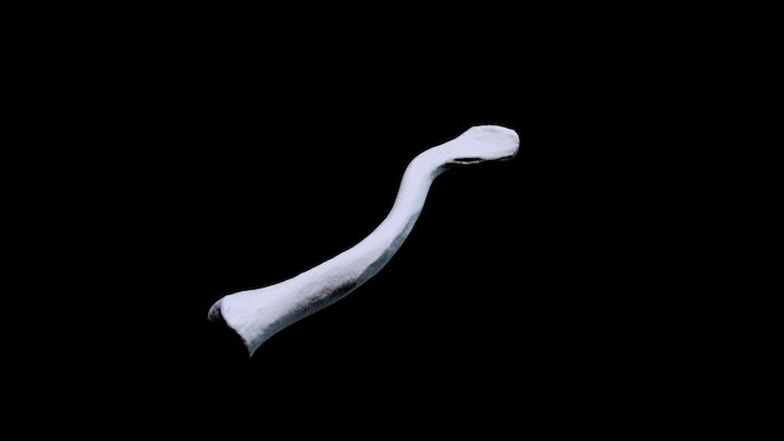 Human clavicle - Download Free 3D model by Eric Bauer [fd3ae94] - Sketchfab