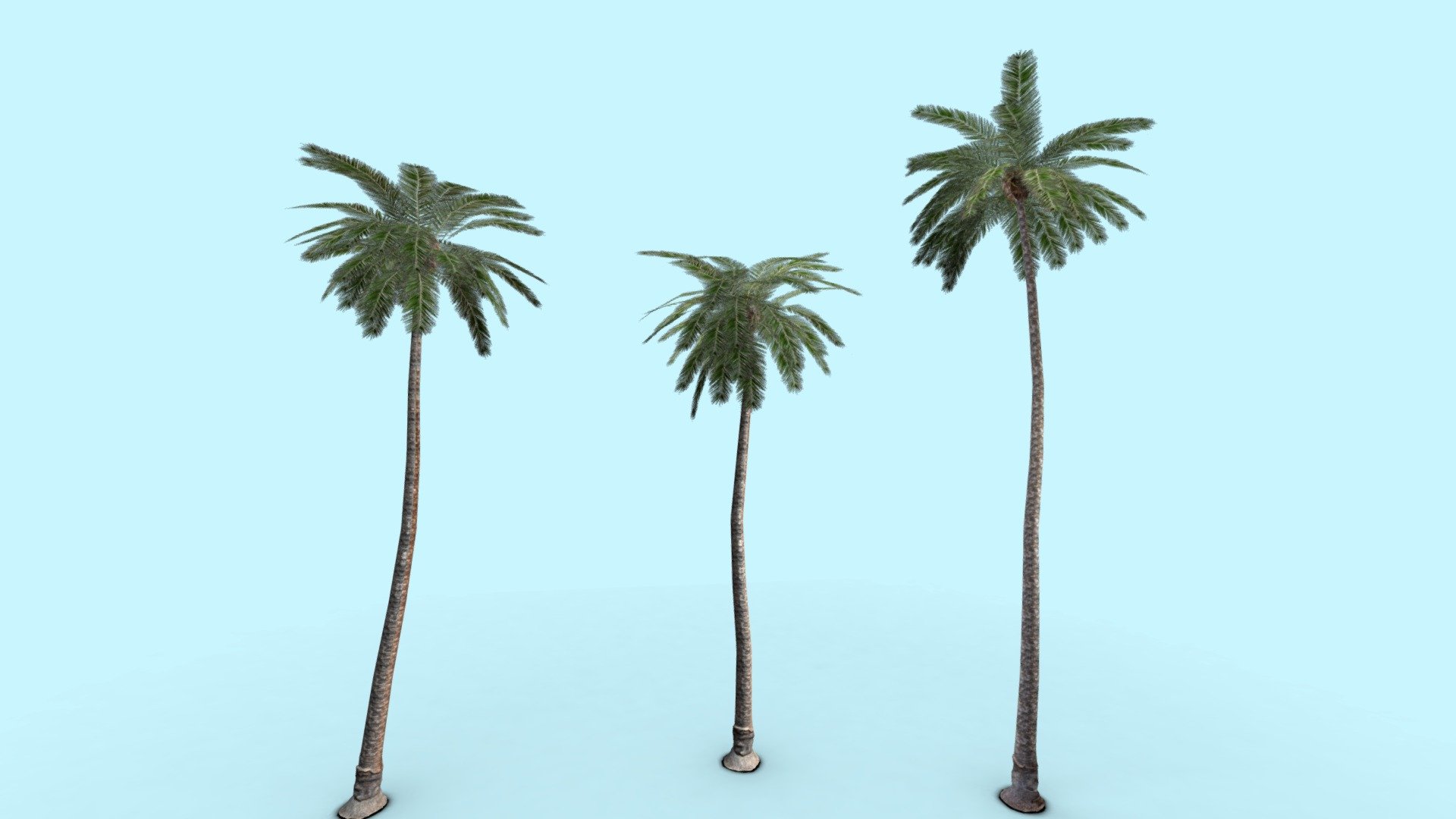 Palm Tree Pack LOWPOLY - Download Free 3D model by EFX (@evan4129 ...