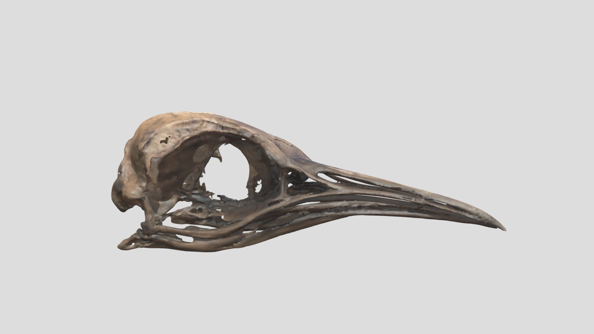 Emperor penguin skull - 3D model by torinjsw [fd44395] - Sketchfab