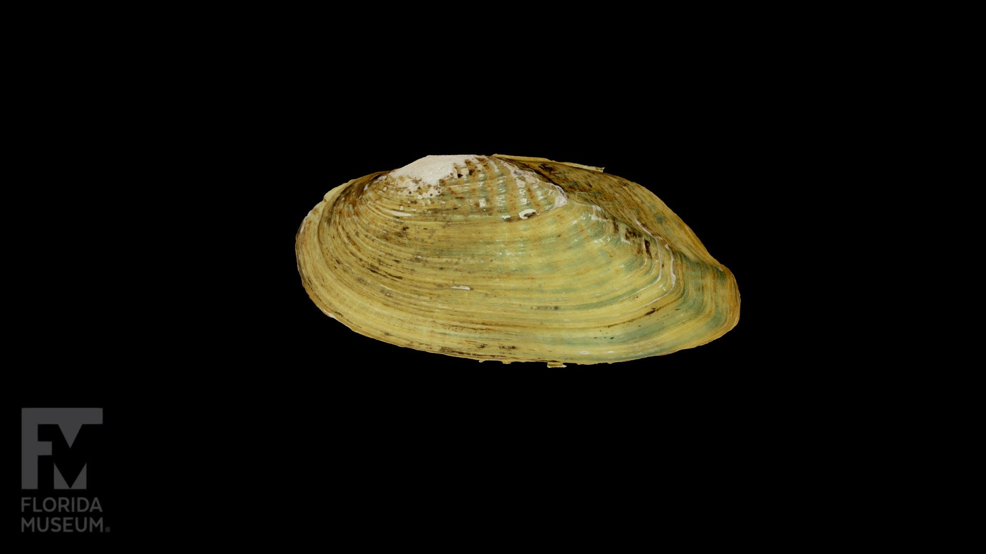 Radiatula humilis - Freshwater Mussel - 3D model by FloridaMuseum ...