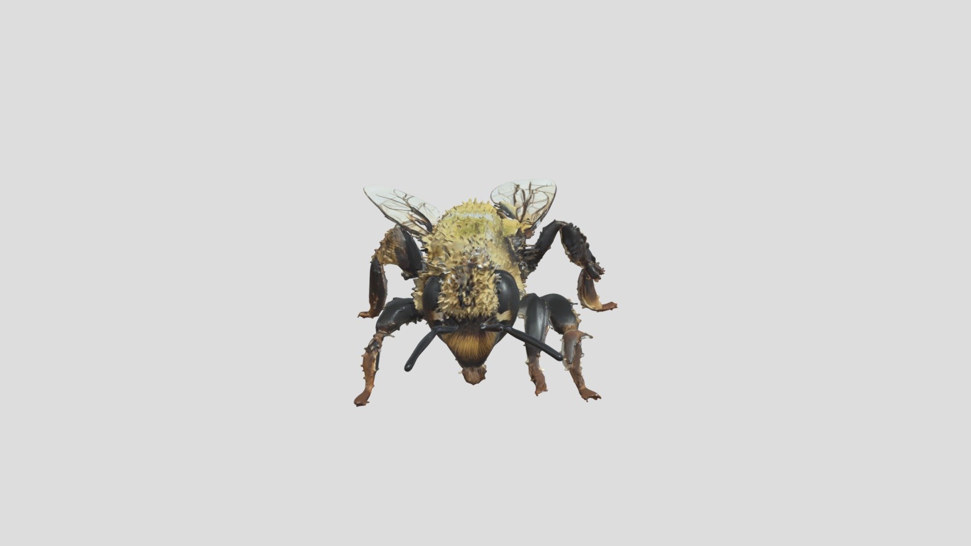 Western honey bee - Download Free 3D model by animalica [fd48cb7 ...