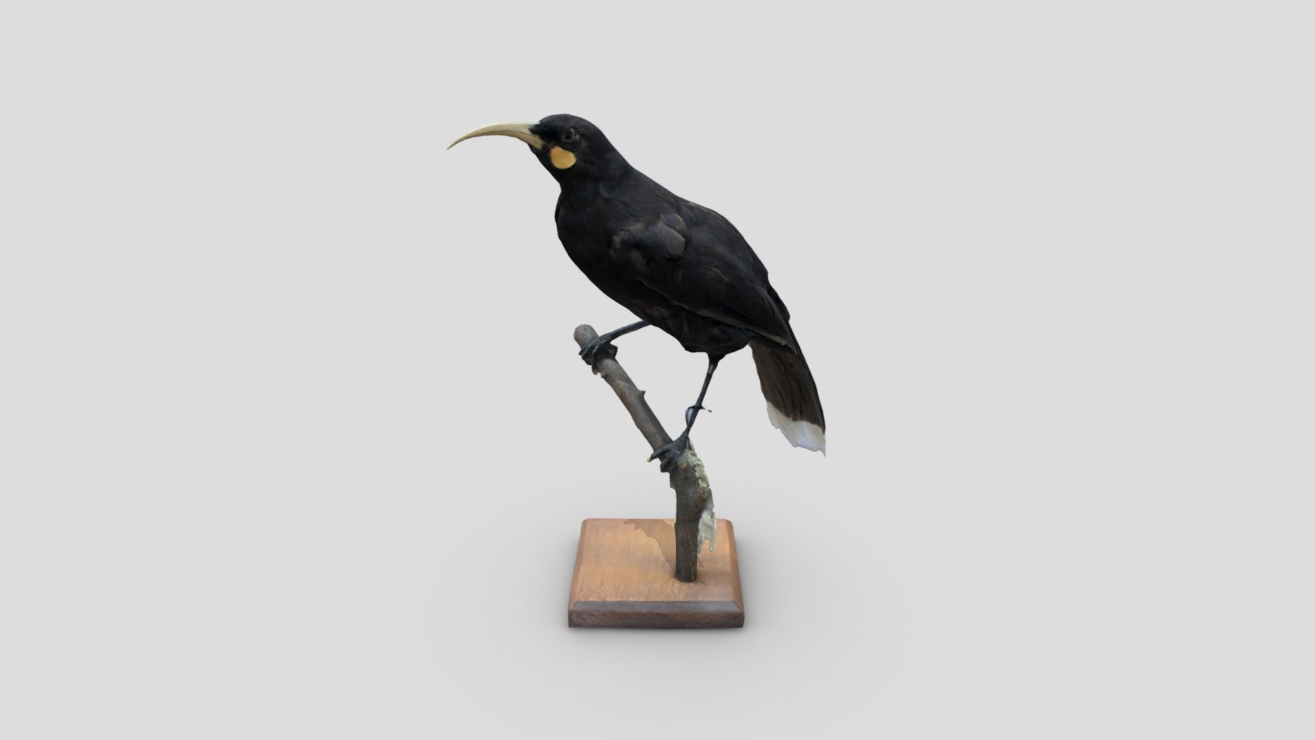 Huia - Buy Royalty Free 3D model by iSPARX.group (@isparx) [fd5095c ...