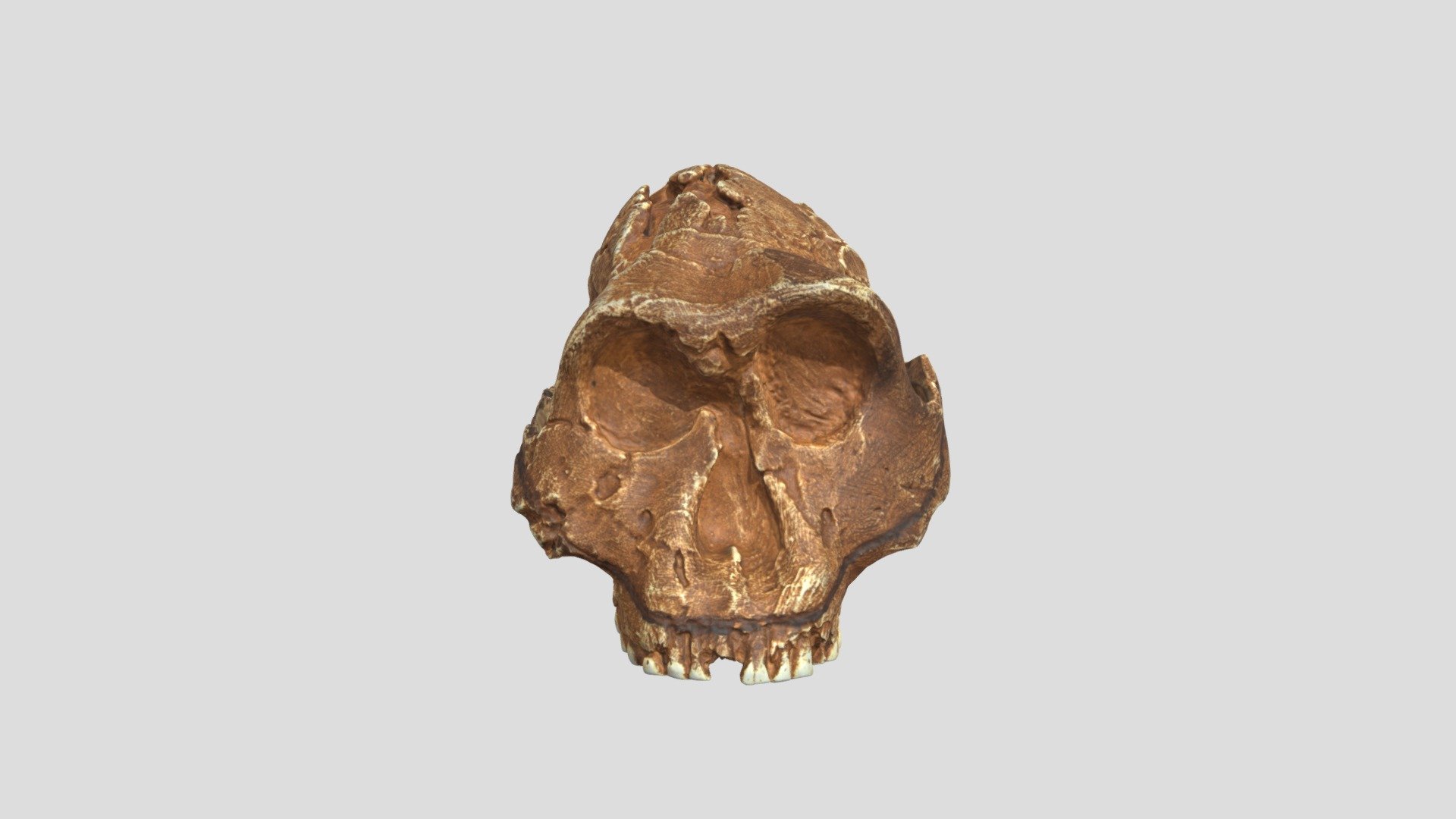 DNH 7 Paranthropus robustus - Download Free 3D model by LTUArchaeology ...