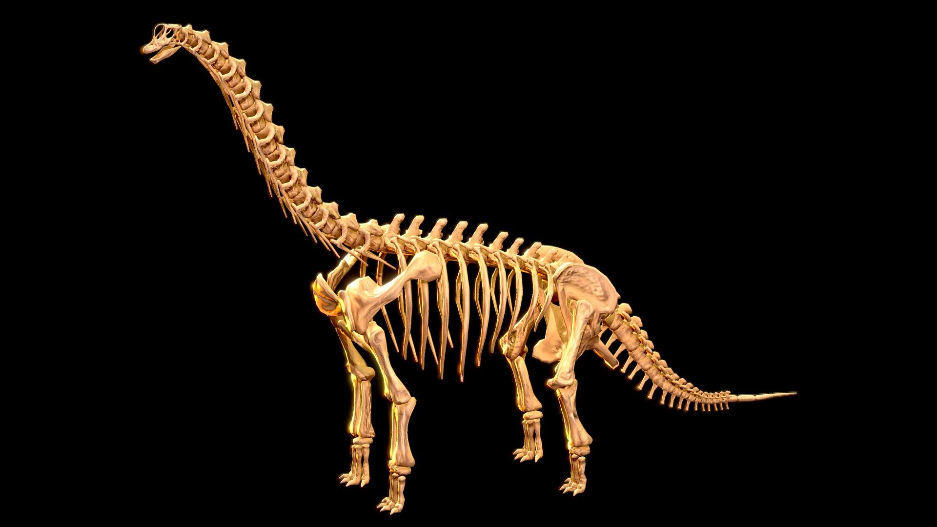 Realistic Reptilians Fossil - Brachiosaurus - Buy Royalty Free 3D model ...