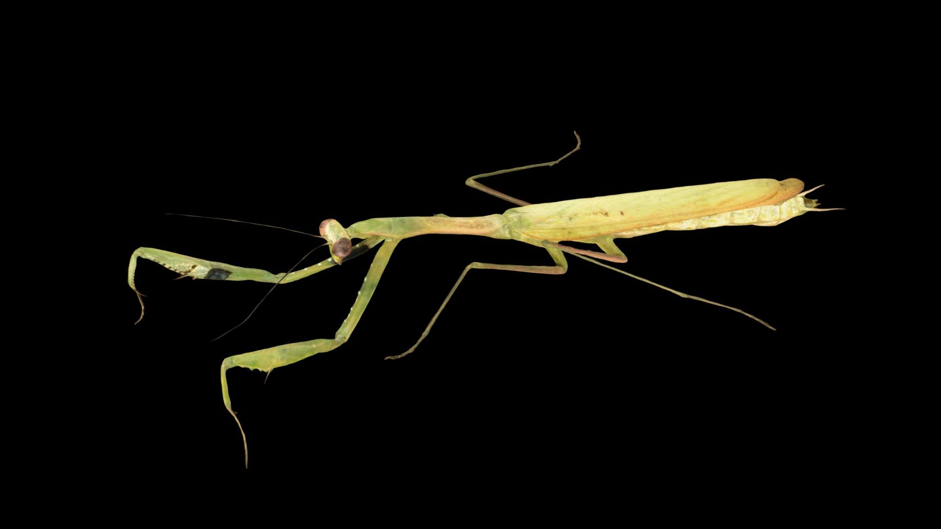 CC0 コカマキリ ♂ Asian Jumping Mantis, S. maculata - Download Free 3D model ...