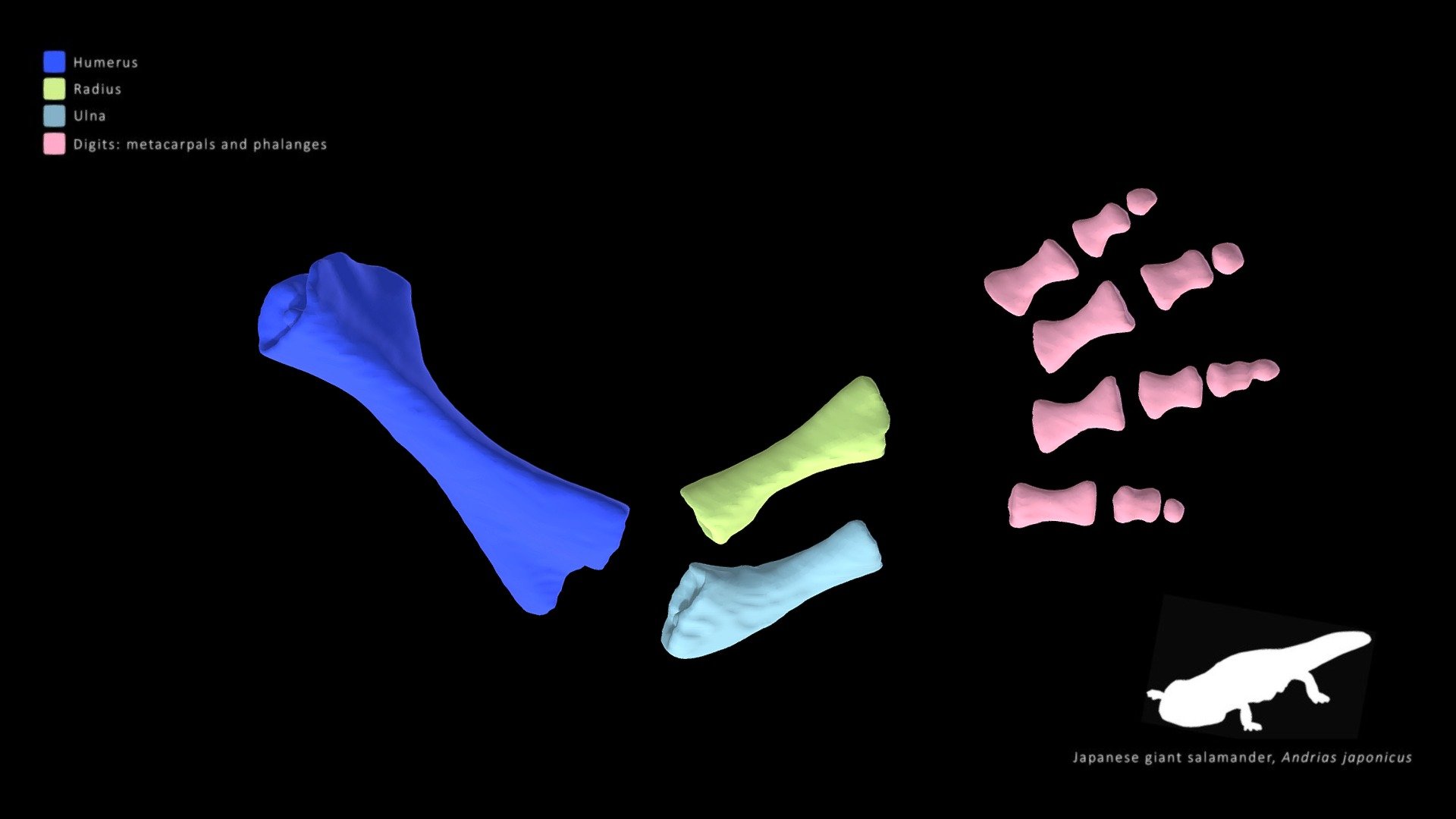 Giant salamander forelimb (FMNH Herps 31536) - 3D model by Blackburn ...