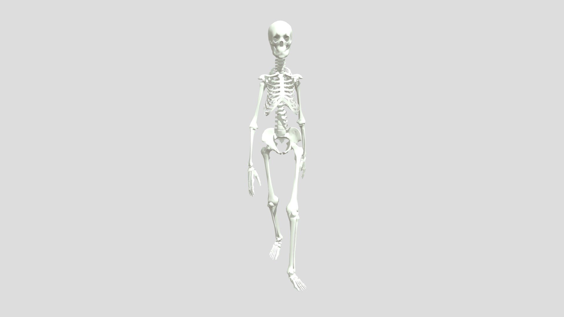 Skeleton Female+motions - Download Free 3D model by Kapi777 [fd6843e ...