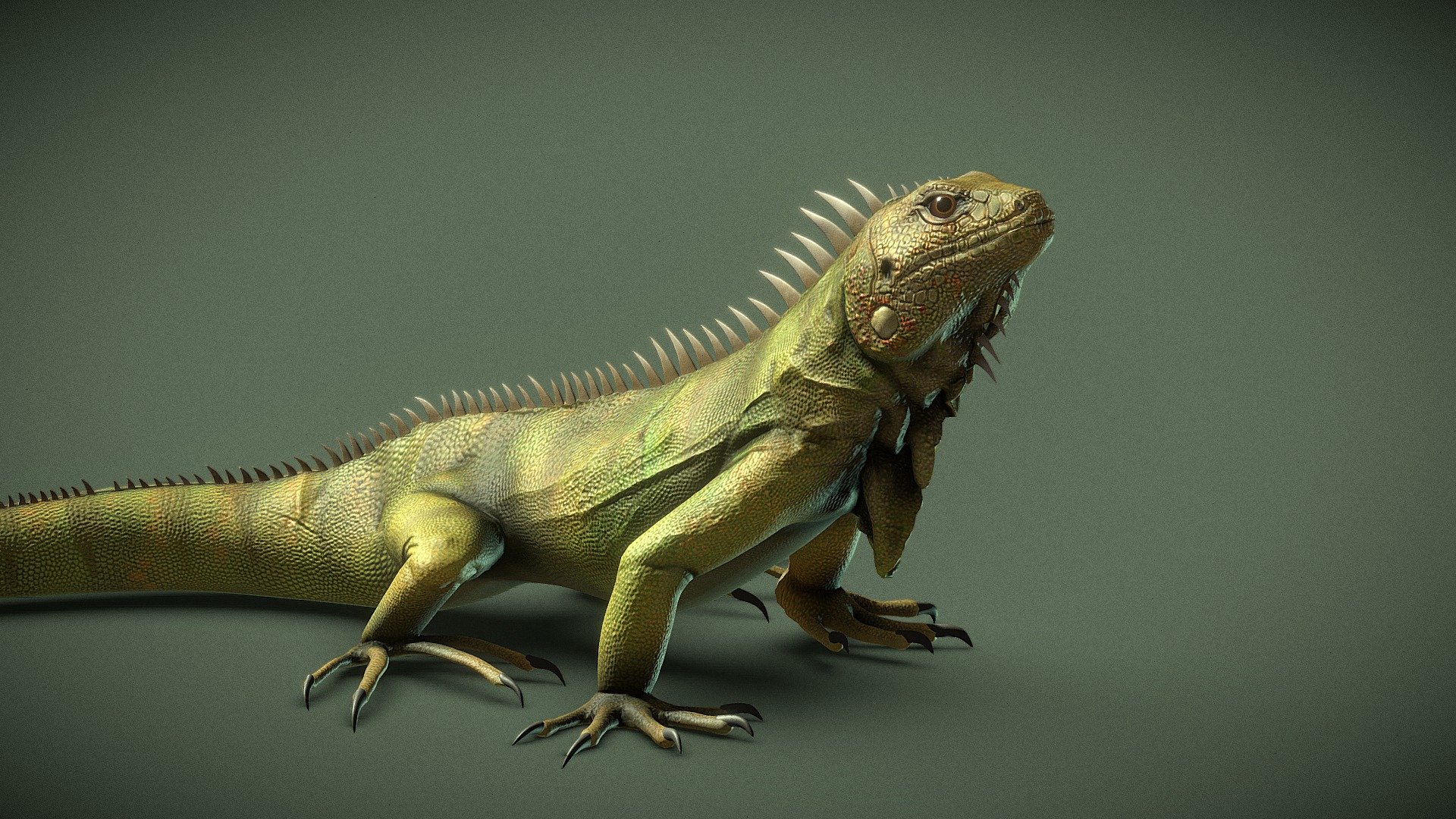 Iguana - Buy Royalty Free 3D model by Hvbris [fd6c070] - Sketchfab Store