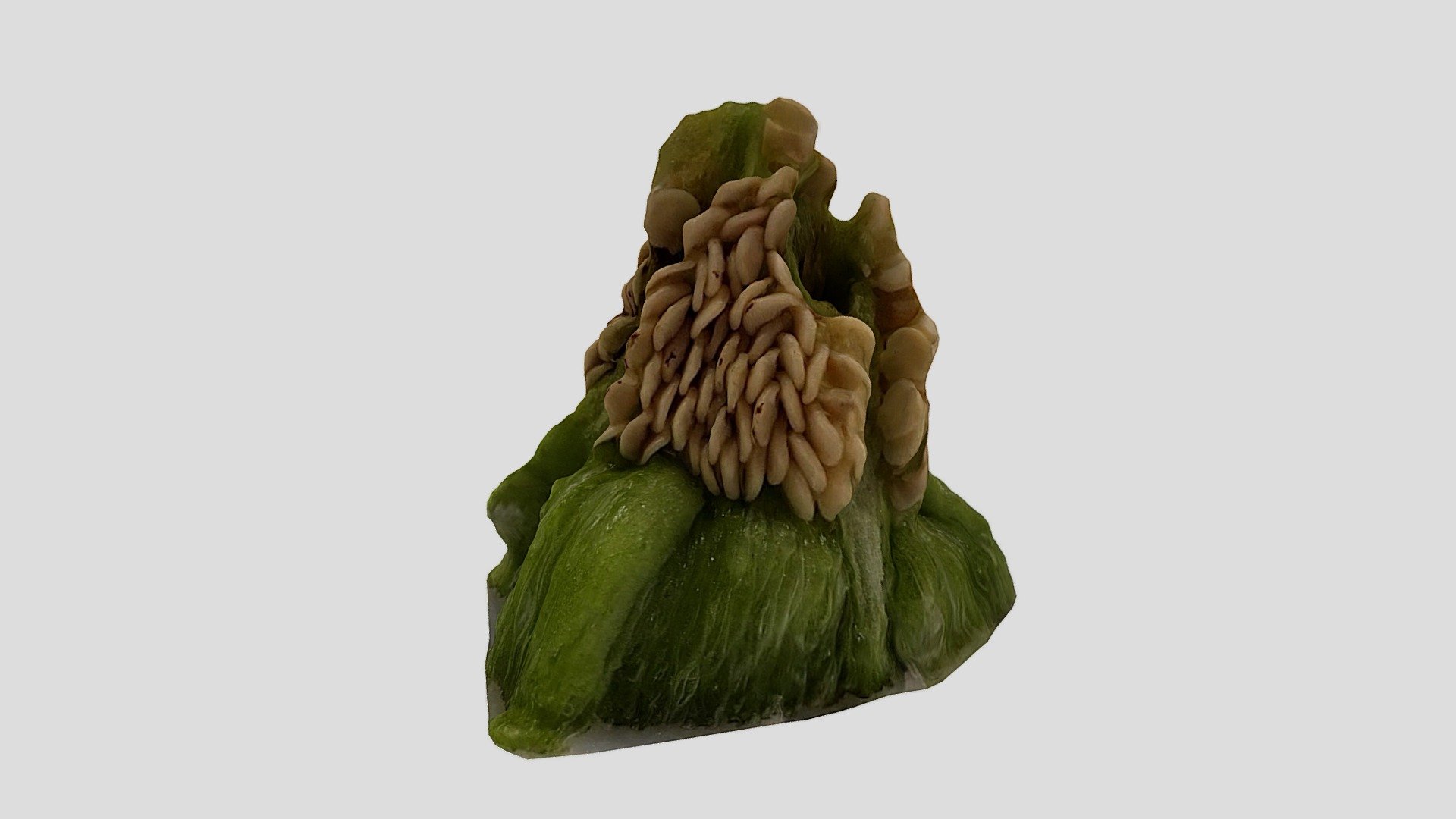 Green Pepper Core - Download Free 3D model by stevencmutter [fd76b79 ...