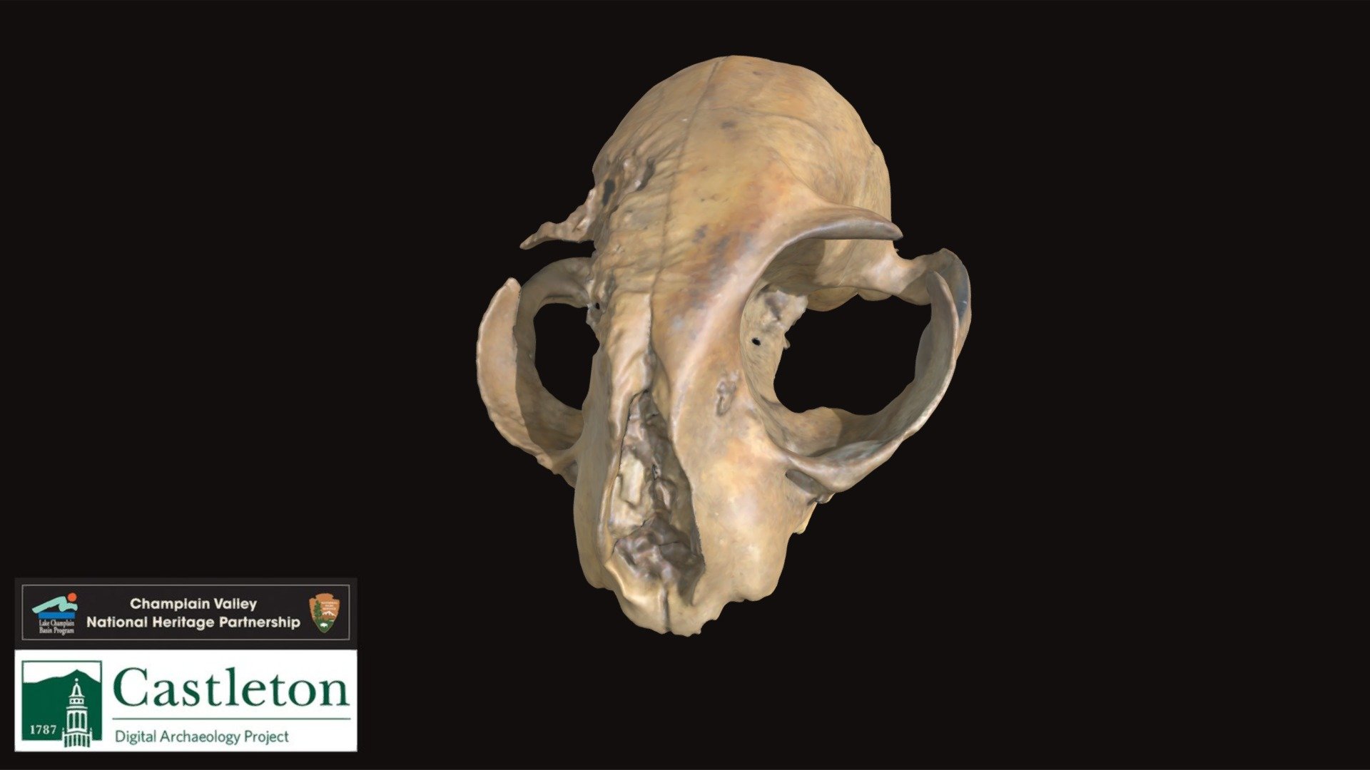 Cat Cranium (CUDAP_6_28) - Download Free 3D model by Vermont State Univ ...