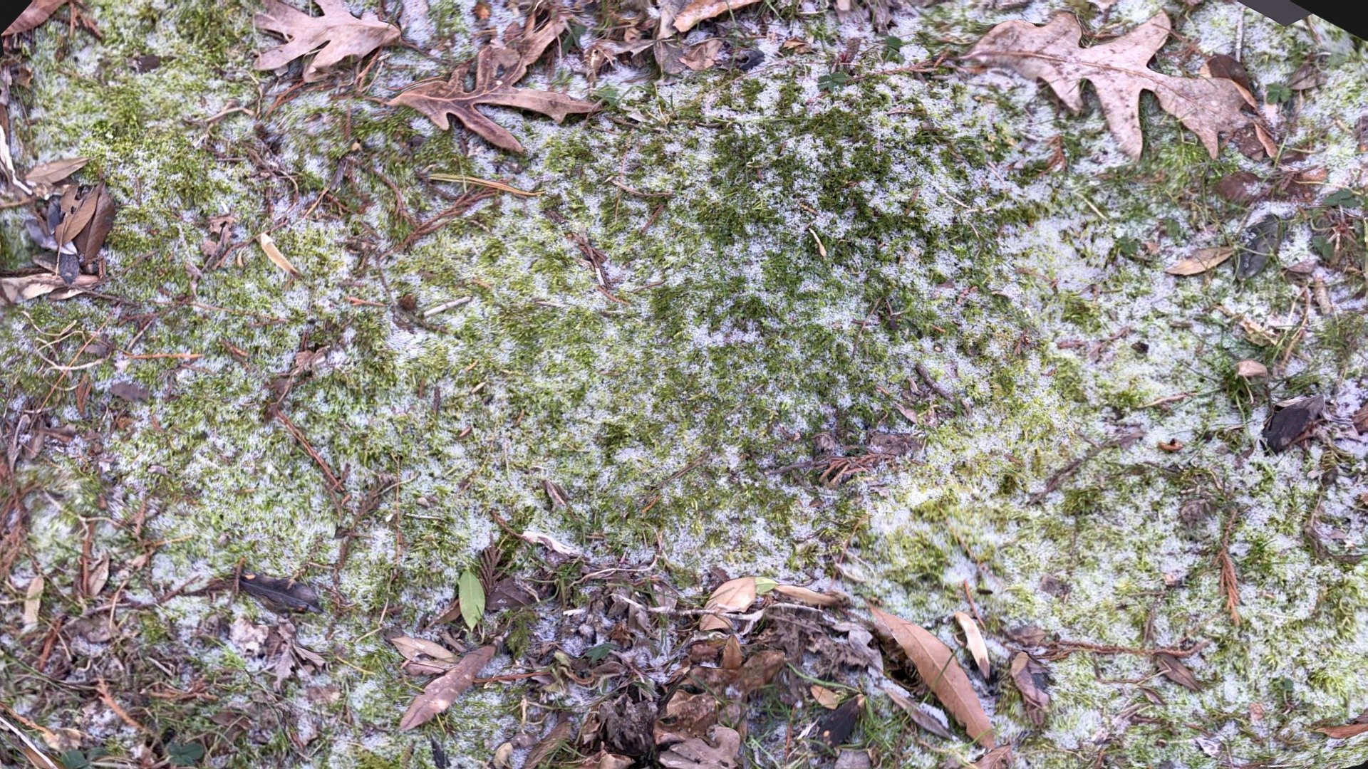 Snow on Moss - Download Free 3D model by Terrie (@terrielsimmons ...