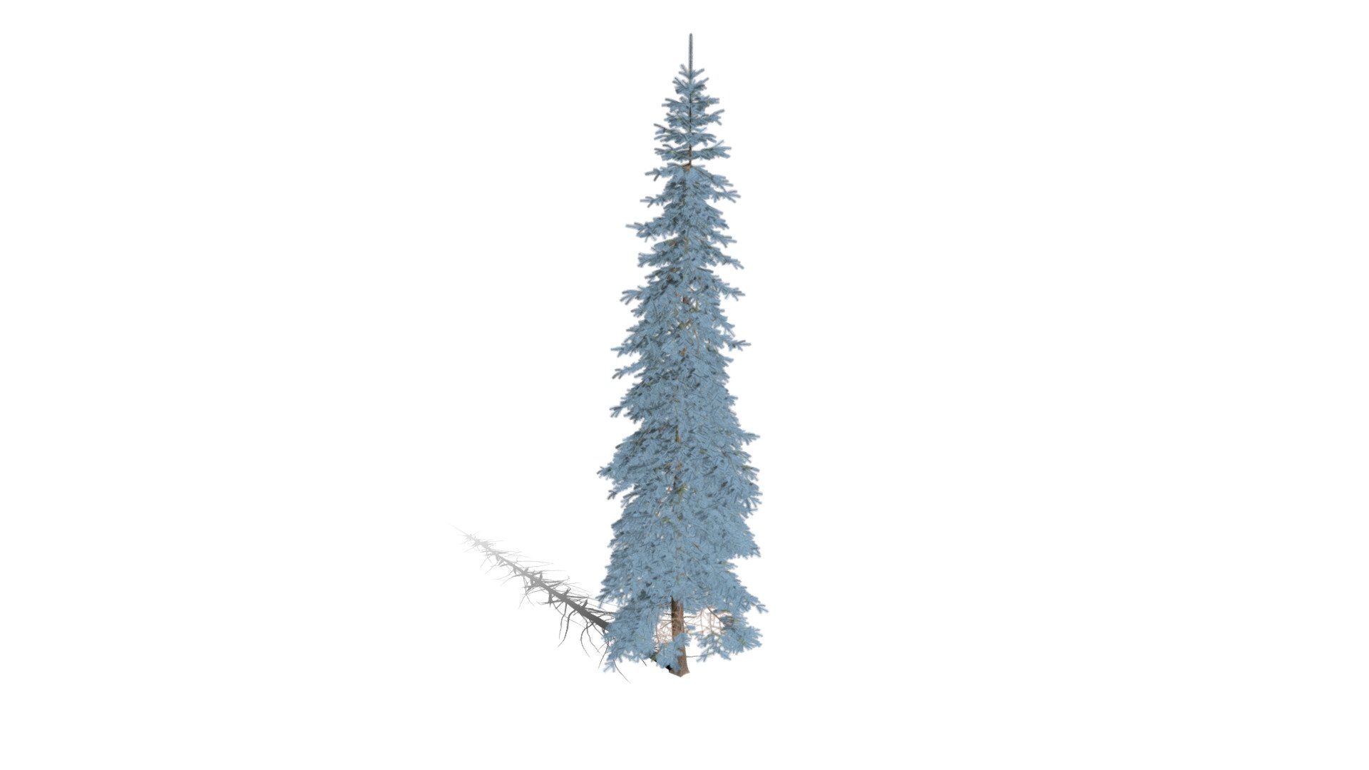 Realistic HD Colorado Blue spruce Koster (19/43) - Buy Royalty Free 3D ...