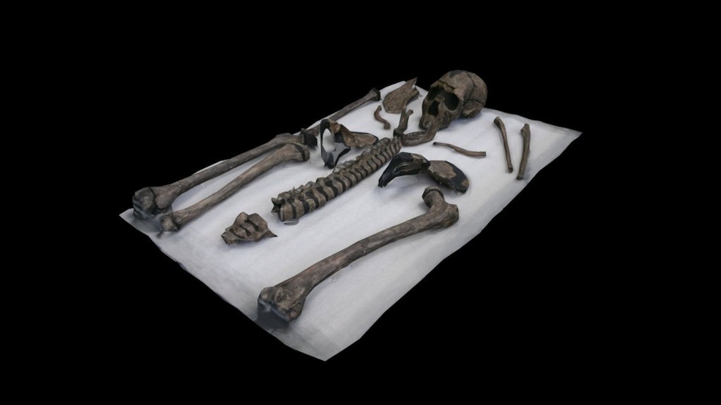 Homo erectus - 3D model by Benjamin (@bencva) [fd86090] - Sketchfab