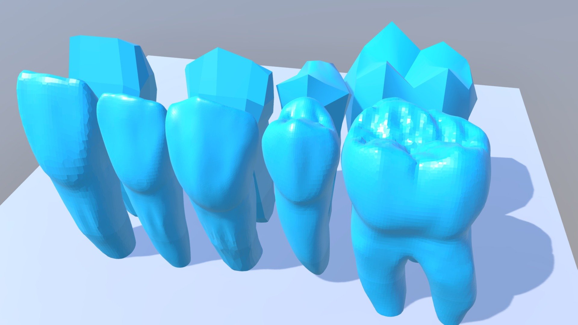 Tooth Morphology - 3D model by Eric Ho (@justericho) [fd86f28] - Sketchfab