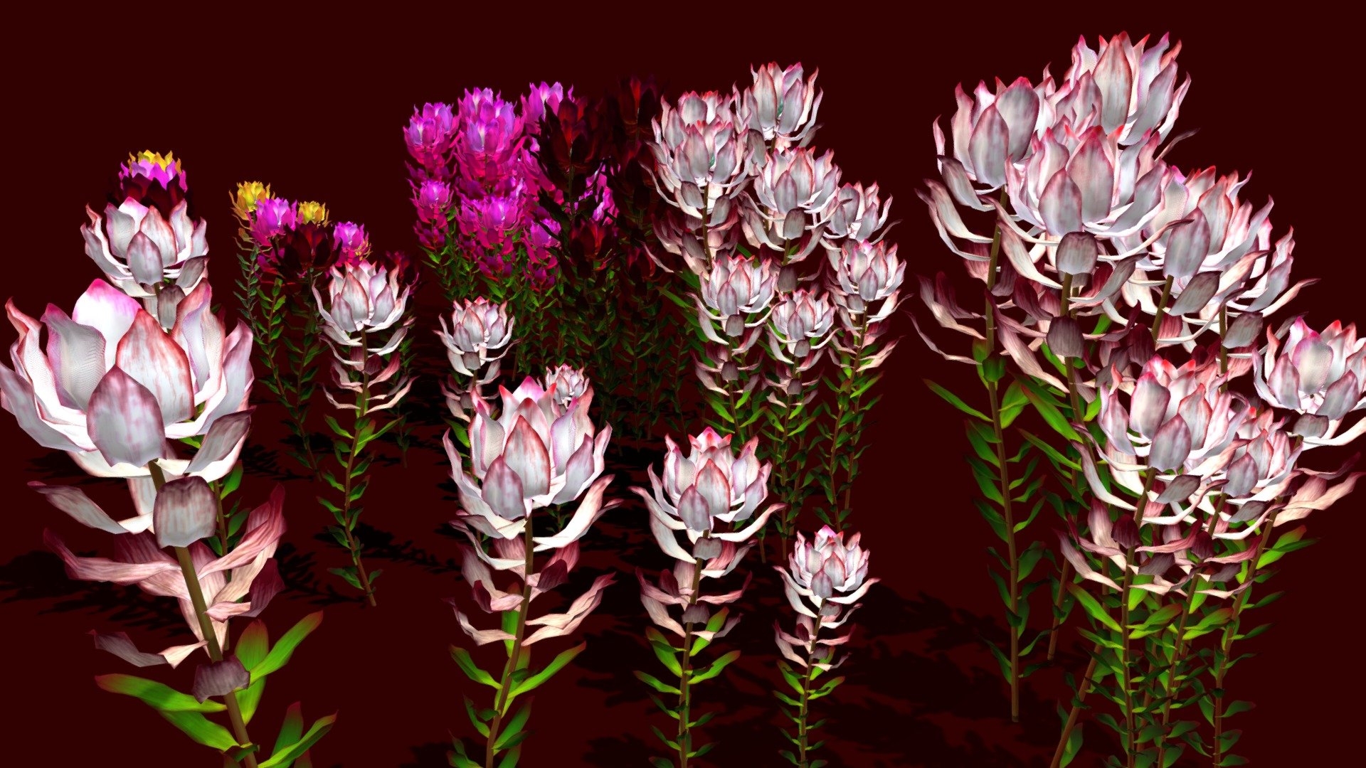 Flower- Leucadendron - Buy Royalty Free 3D model by vustudios [fd88b1b ...