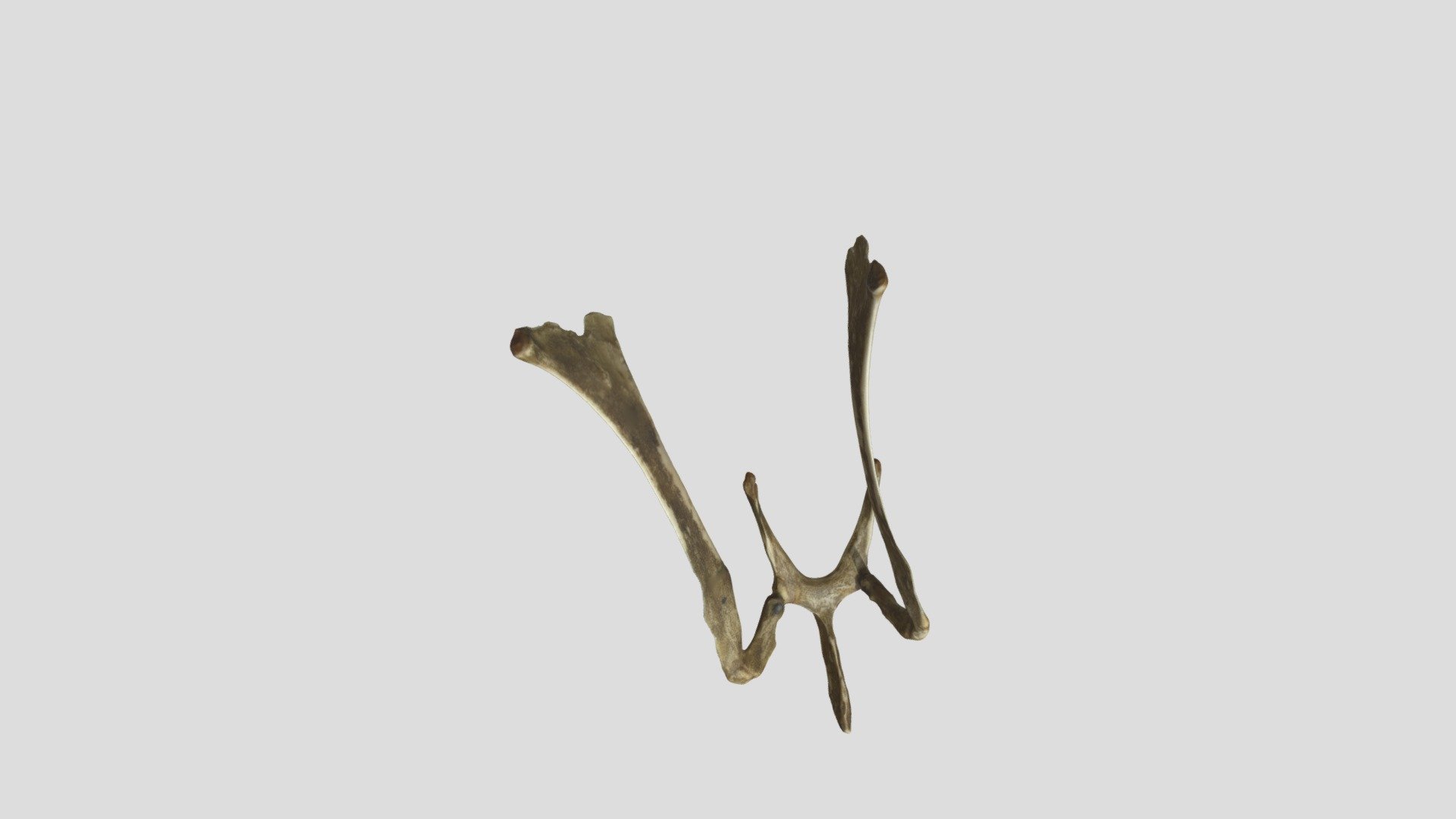 Hyoid of the horse - Download Free 3D model by VetAgro Sup Anatomy ...