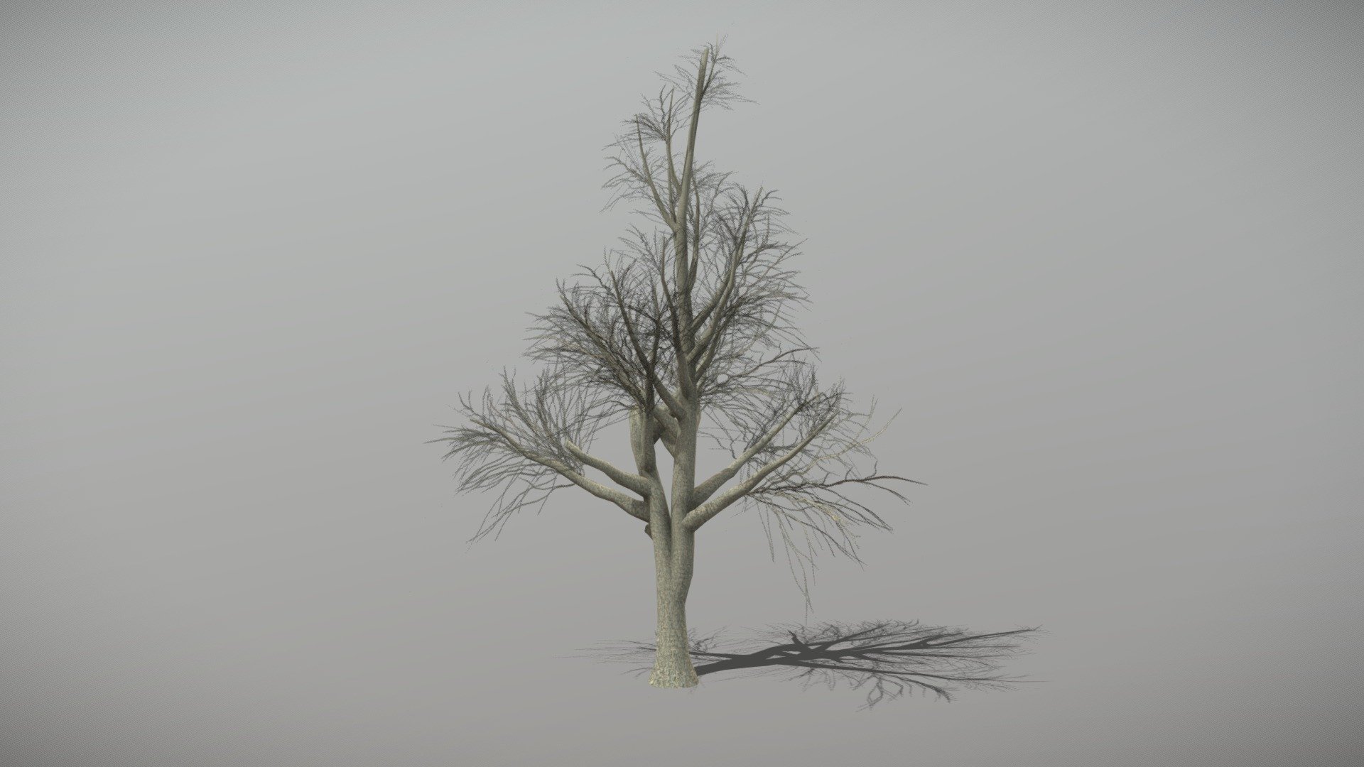 Dry Tree 2 (Animated Tree) - Buy Royalty Free 3D model by bsp [fd8fe5f ...