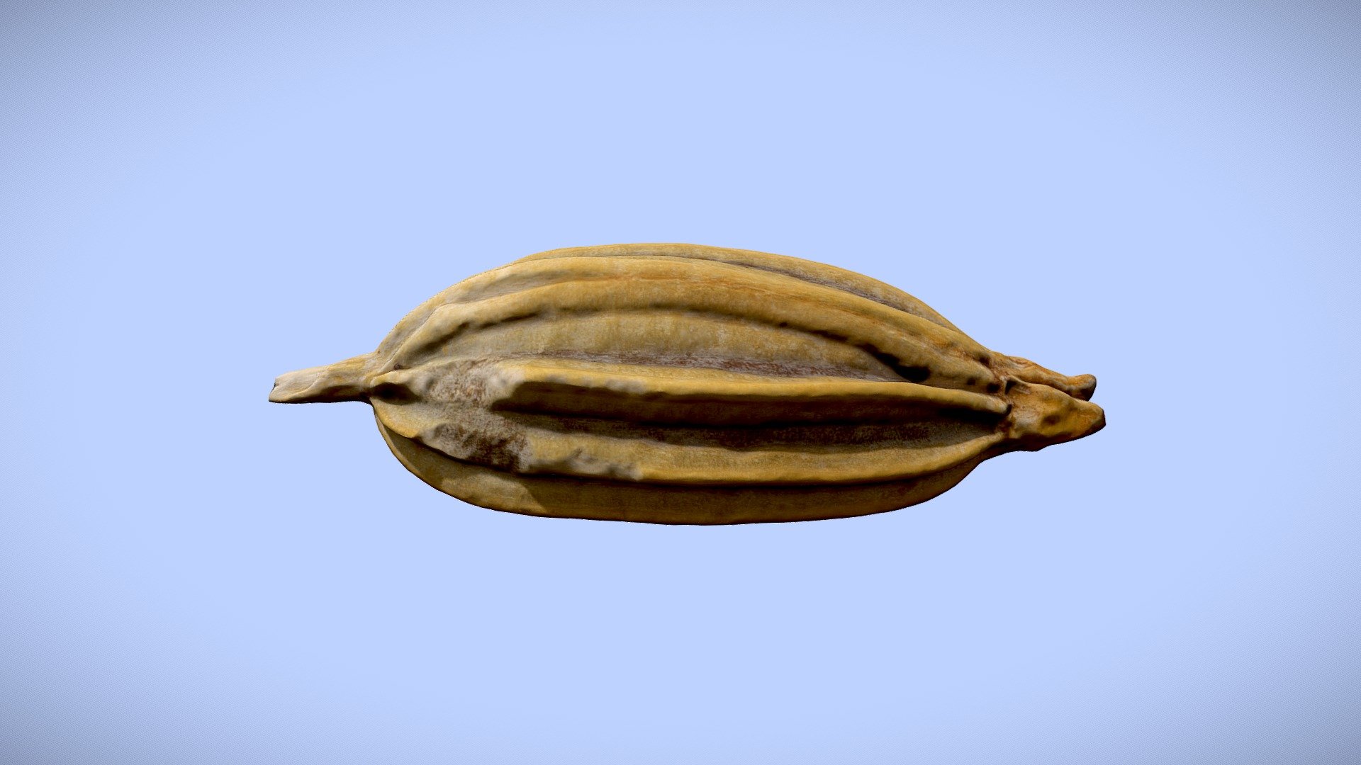 Fennel Seed - Foeniculum vulgare - Download Free 3D model by Frank ...