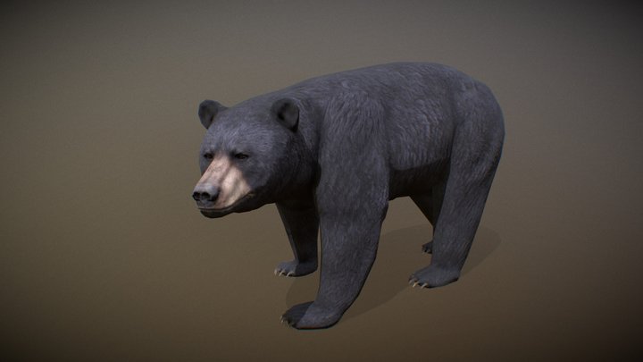 Blackbear 3D models - Sketchfab