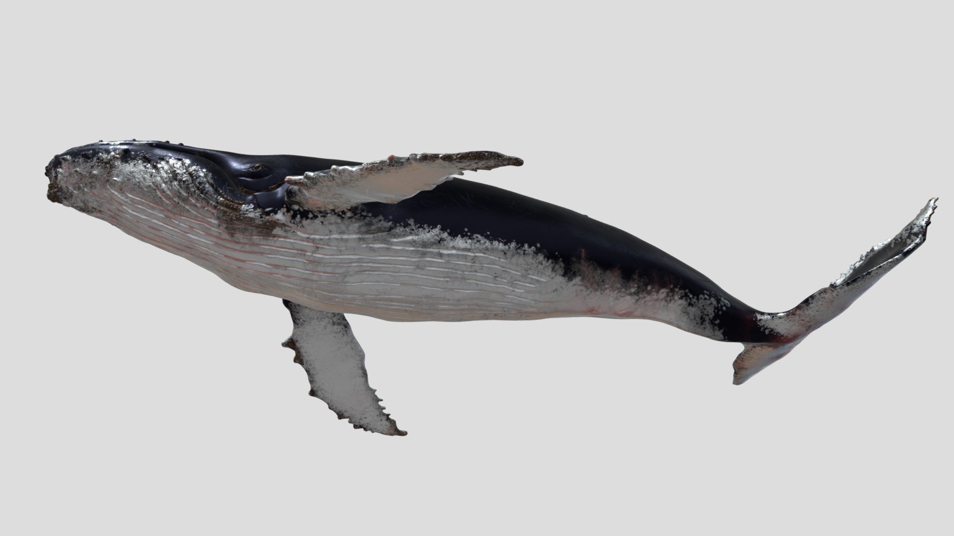 4K Humpback Whale run - Buy Royalty Free 3D model by haibo (@haibo545001) [fd97fa4] - Sketchfab ...