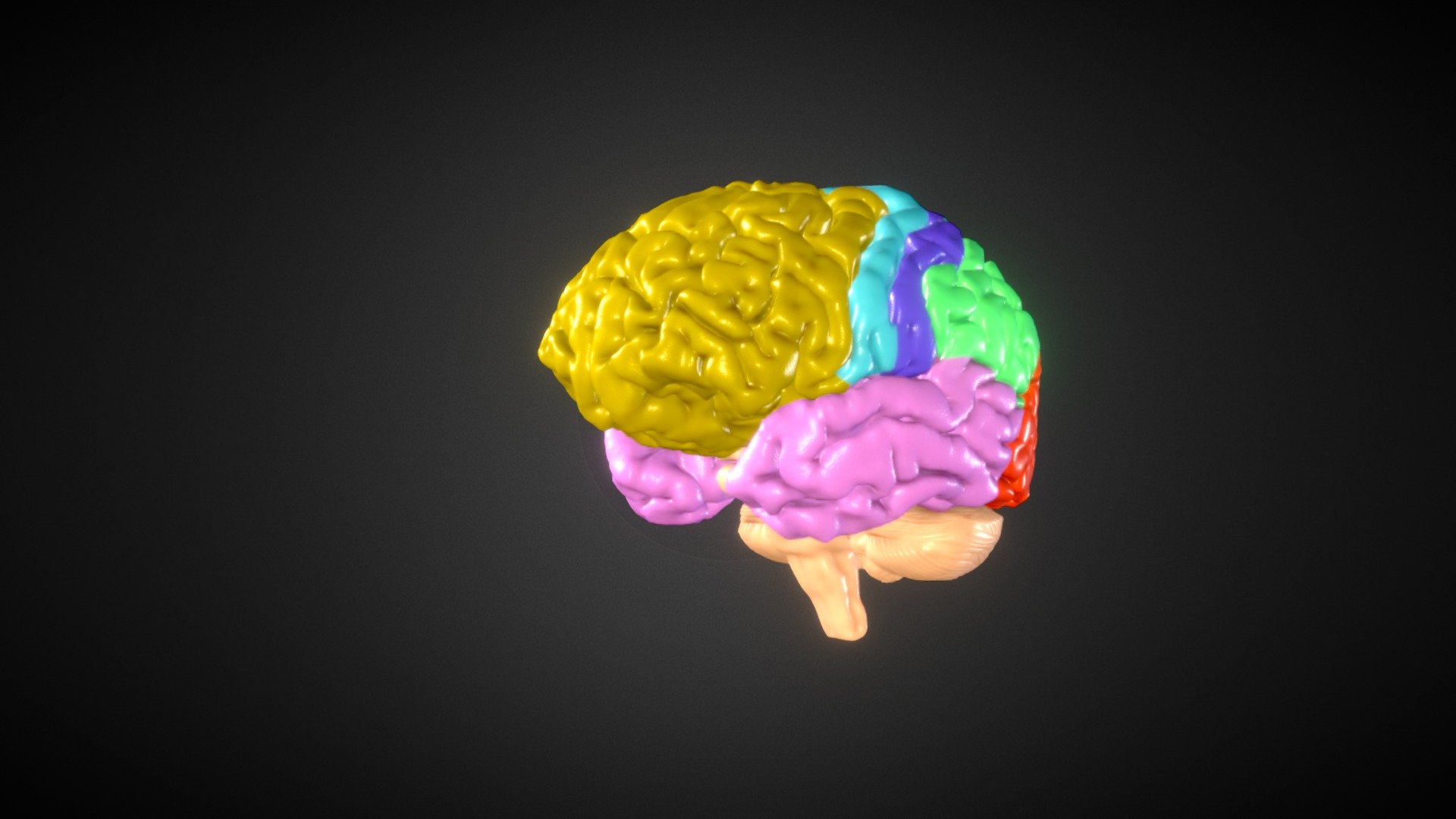 brain - Download Free 3D model by Alekskonn (@alexalexcool) [fd9831c] - Sketchfab