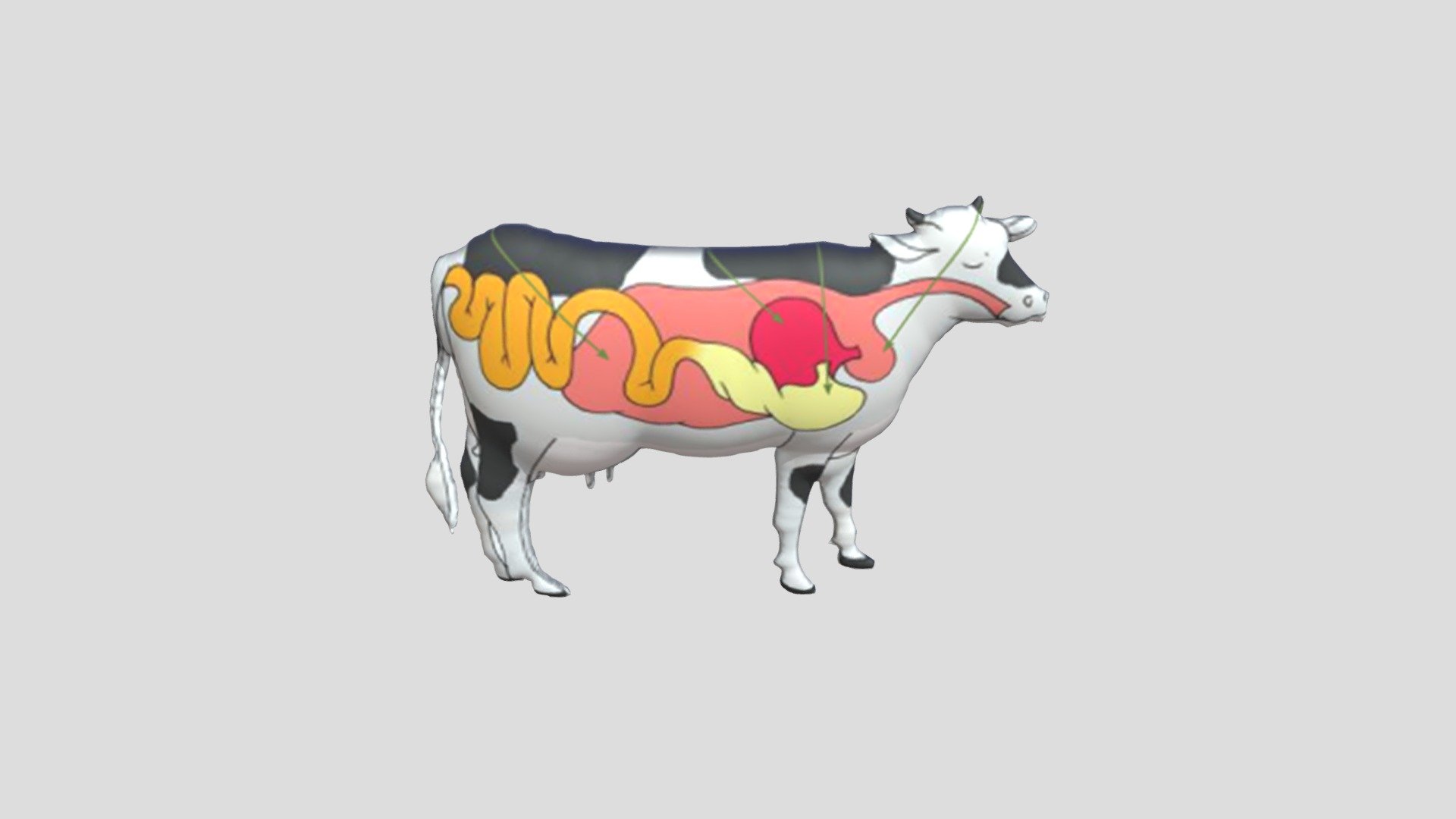 Hewan Ruminansia - Sapi - Download Free 3D model by rifakurniaag ...