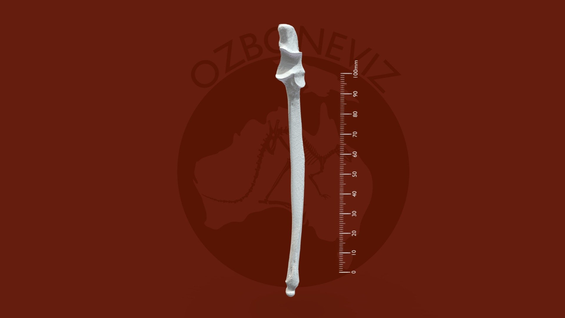 Doria's tree-kangaroo ulna - 3D model by Ozboneviz [fda442f] - Sketchfab