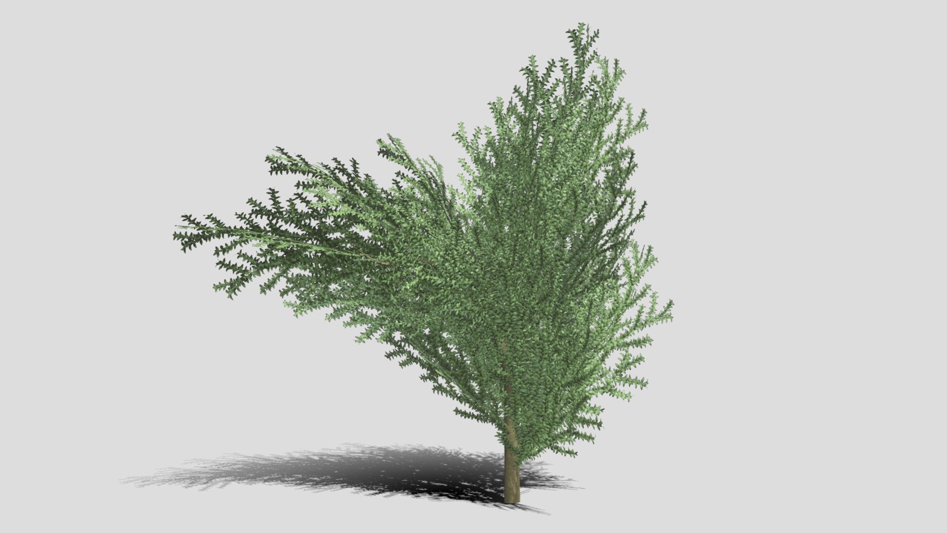 Boxwood Tree Version 10 - Buy Royalty Free 3D model by VIS-All-3D (@VIS ...