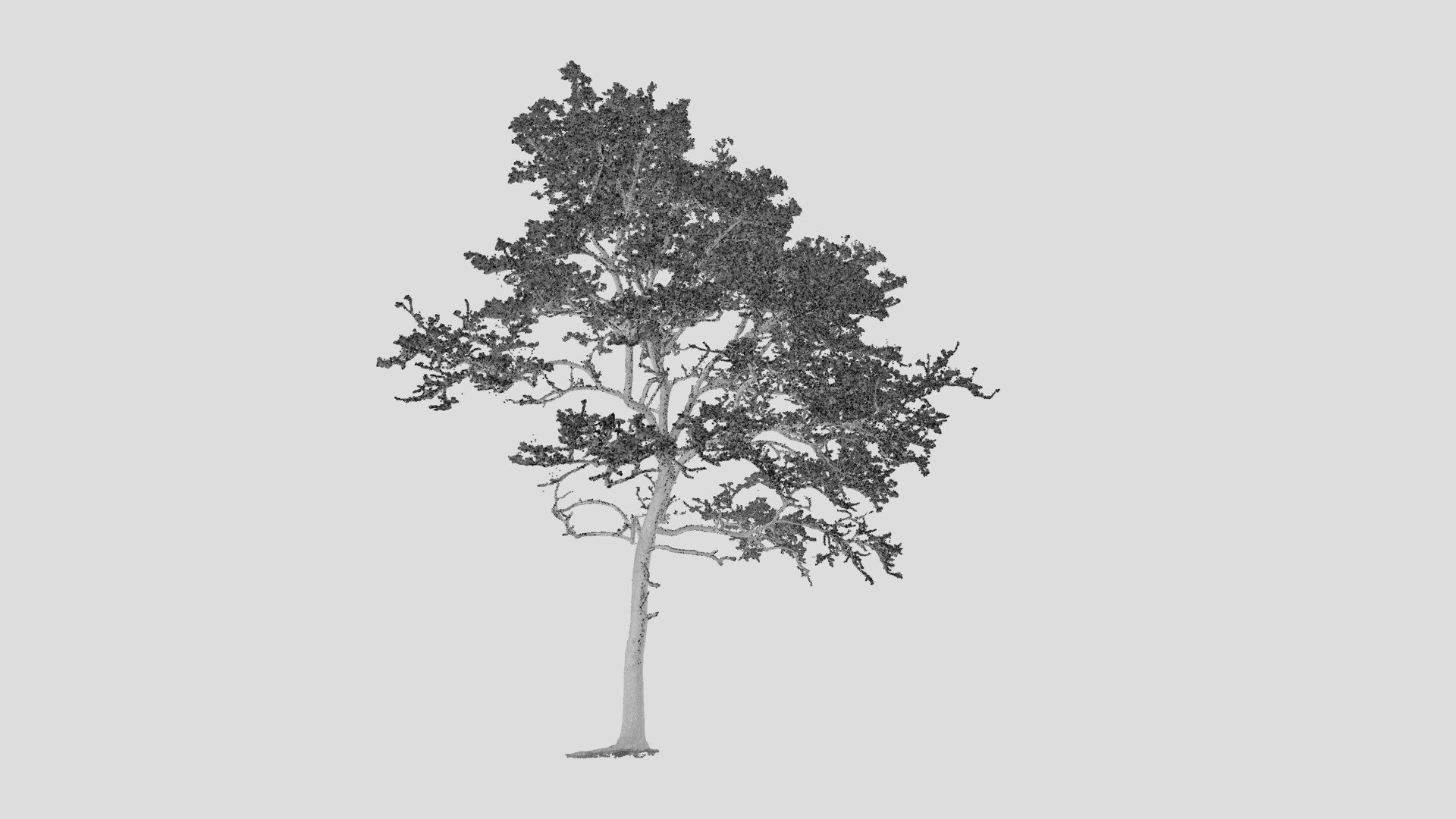 Tree Point Cloud - Download Free 3D model by magnum_opus (@tree_cloud ...