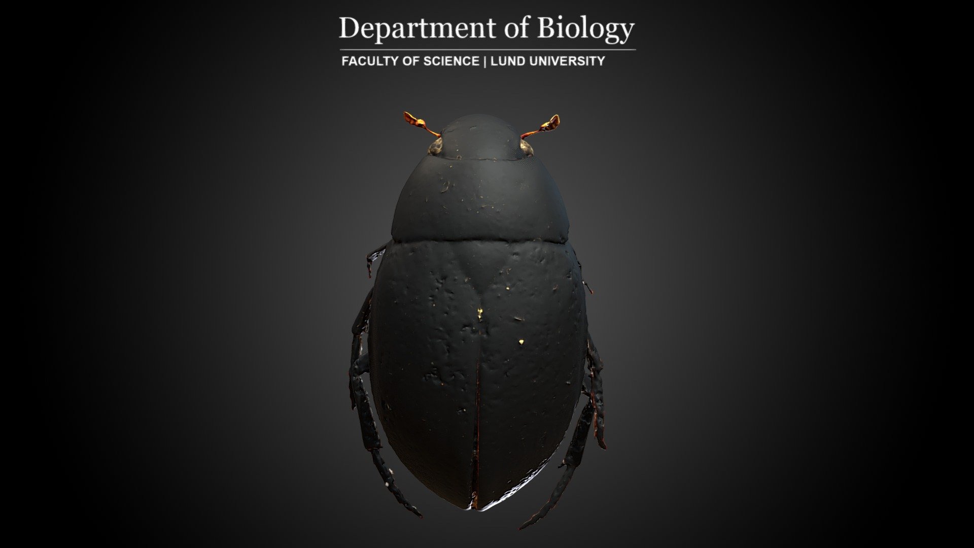 Beetle (Hydrophilus aterrimus) - 3D model by 3D Lab - Department of ...