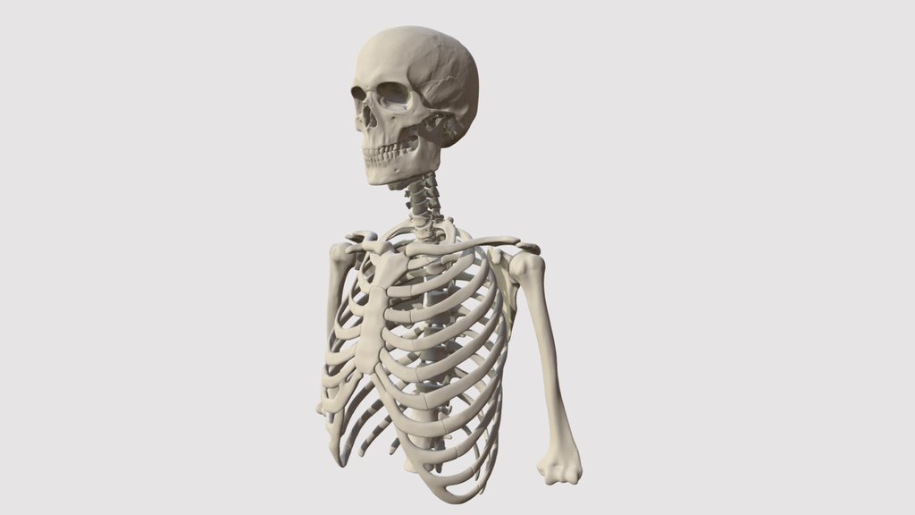 anatomy - A 3D model collection by Marcelo.Basile - Sketchfab