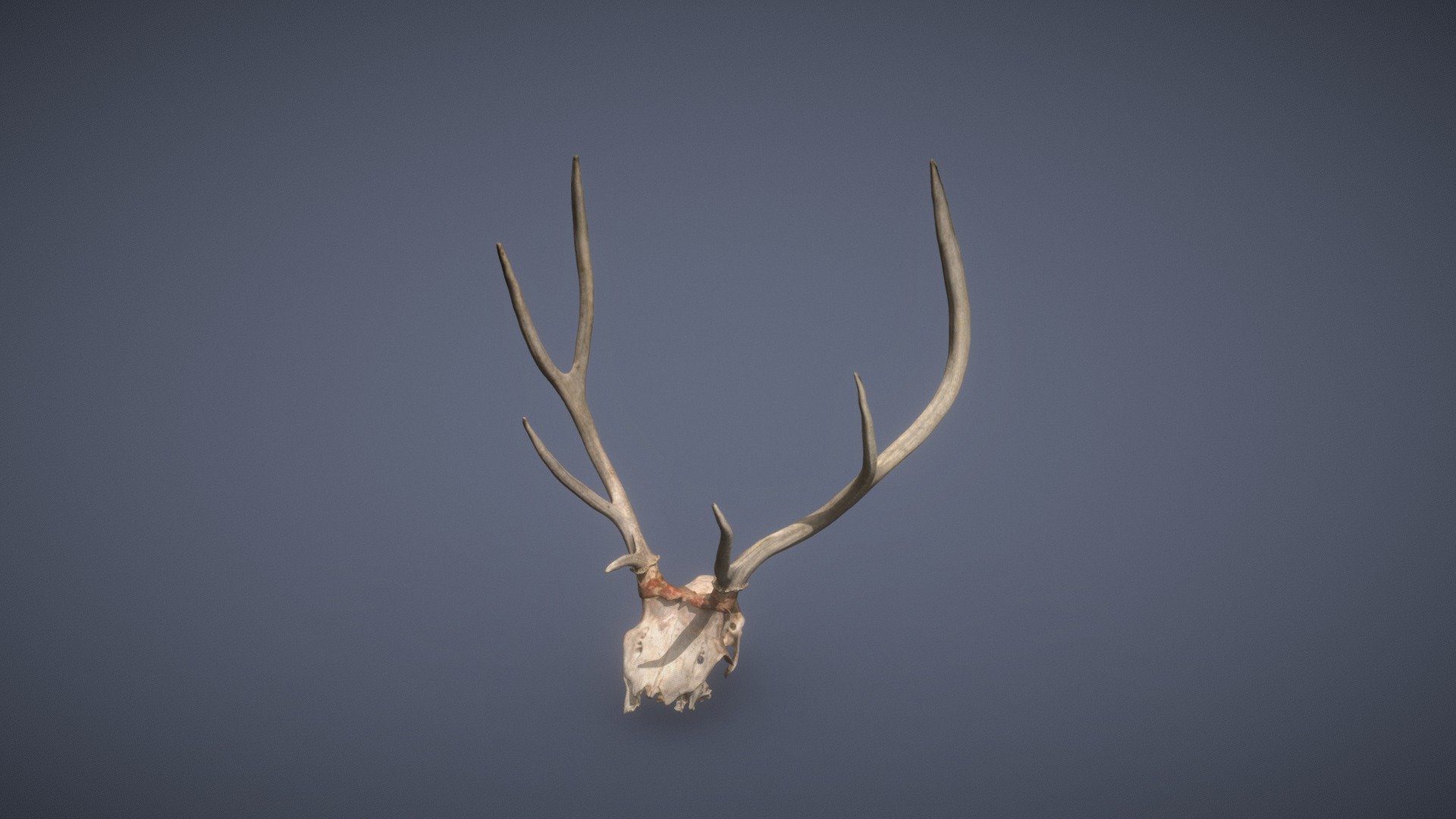 Antlers Scan Color - 3D model by Reality_3D (@Sbell_Reality3D) [fdc2650 ...
