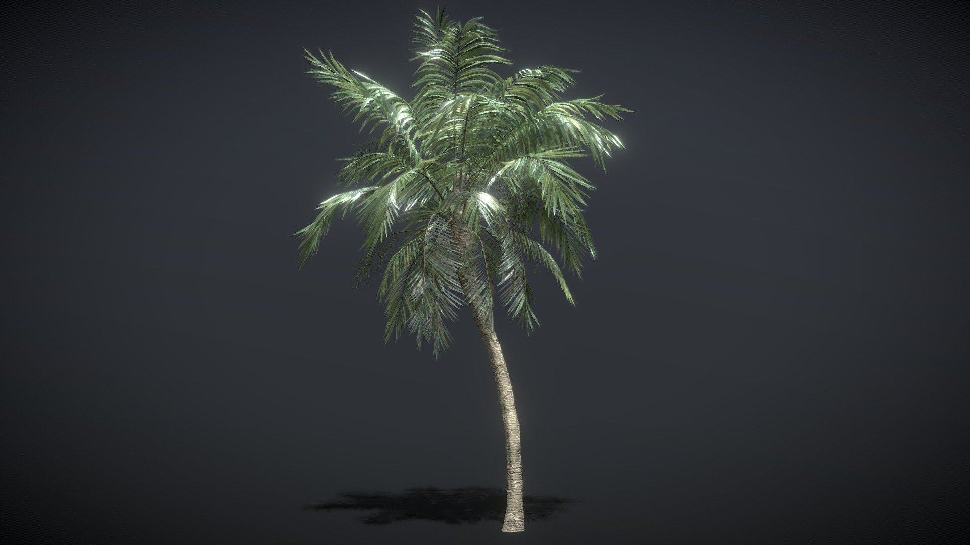 Tree_Palm - 3D model by Sergo_CRAFTSMAN [fdcee14] - Sketchfab