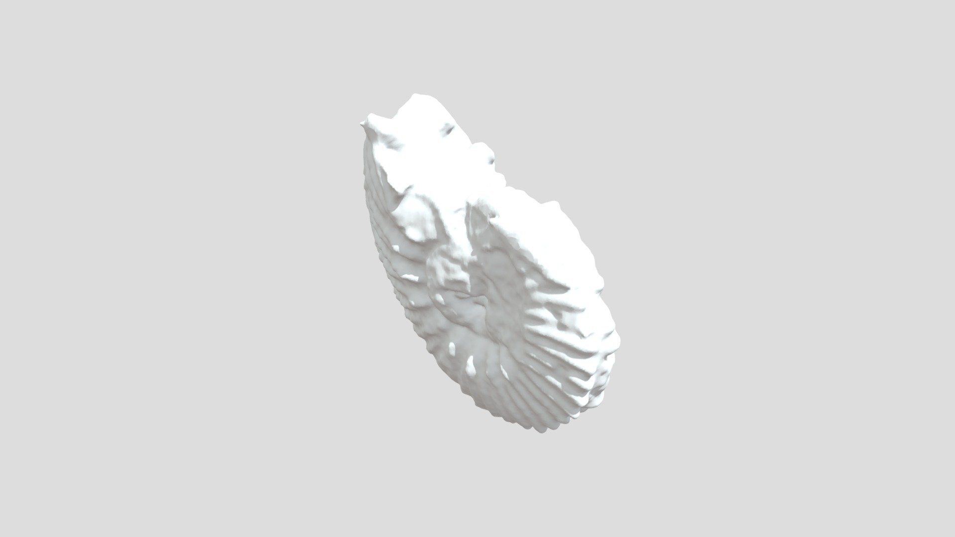 Ammonite - Download Free 3D model by AlarconM [fdd3db5] - Sketchfab