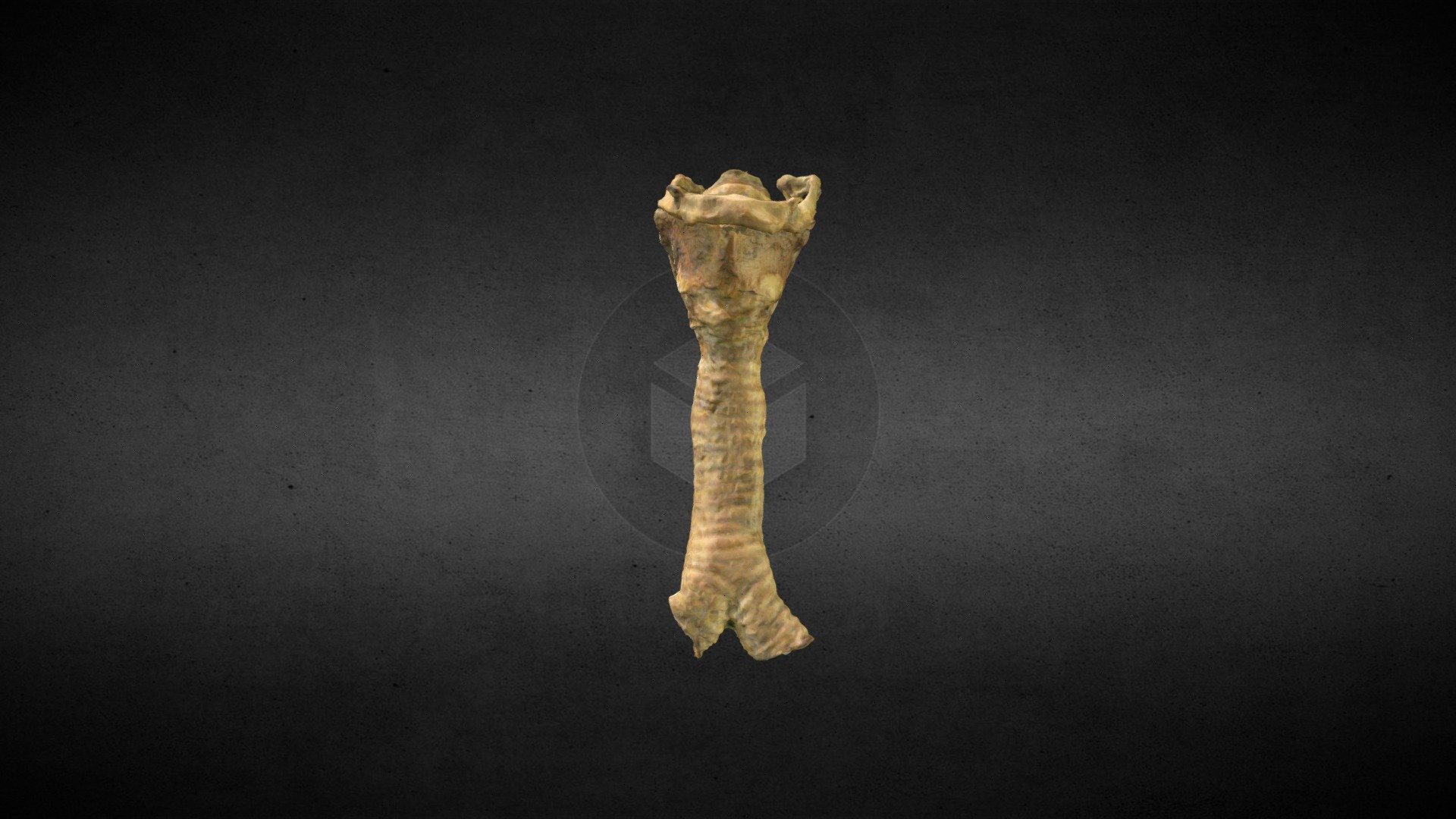 Laringe tráquea hioides / larynx trachea hyoid - Buy Royalty Free 3D ...