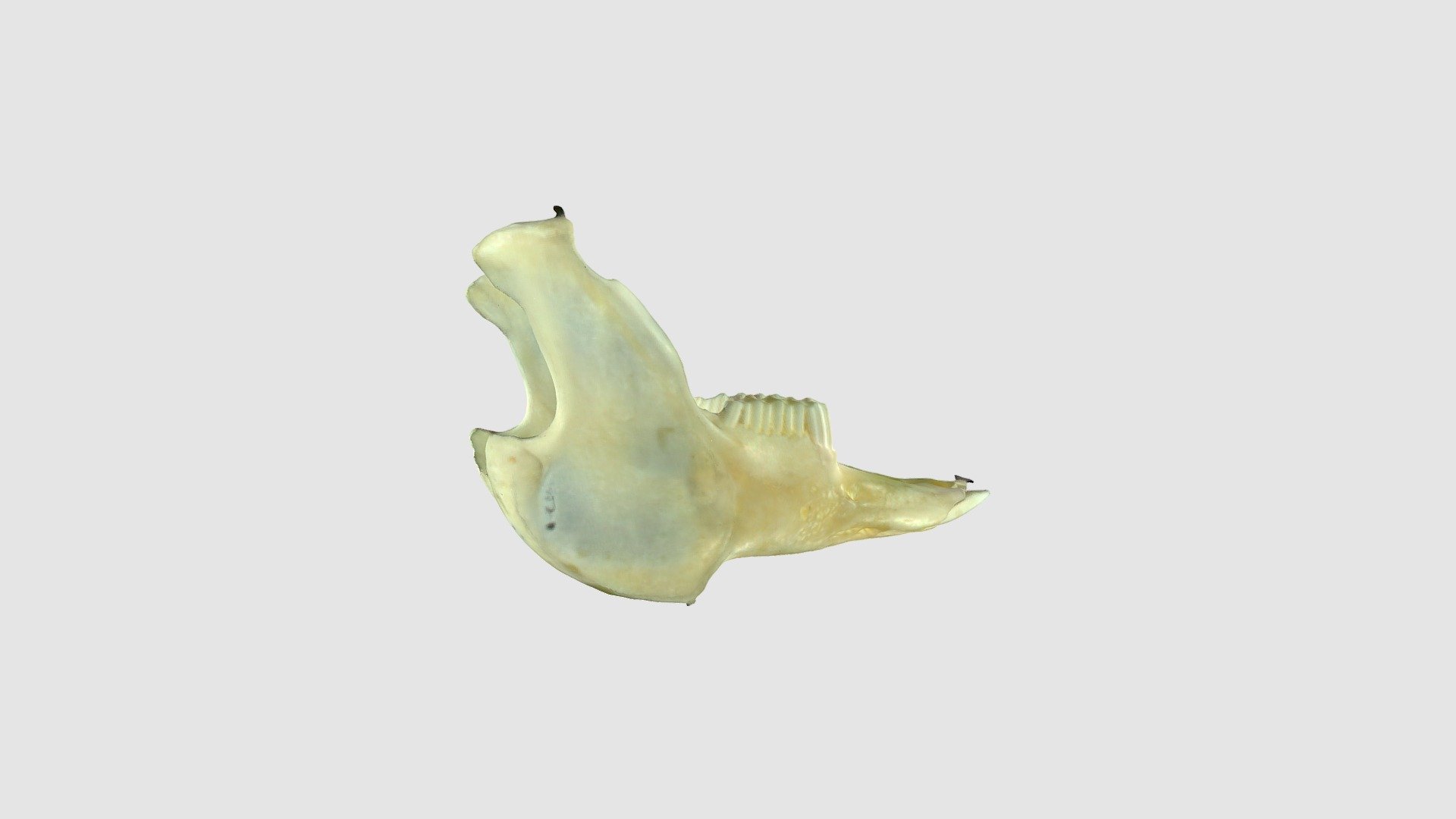 Rabbit Mandible - 3D model by rvcanatomy [fdd69a0] - Sketchfab