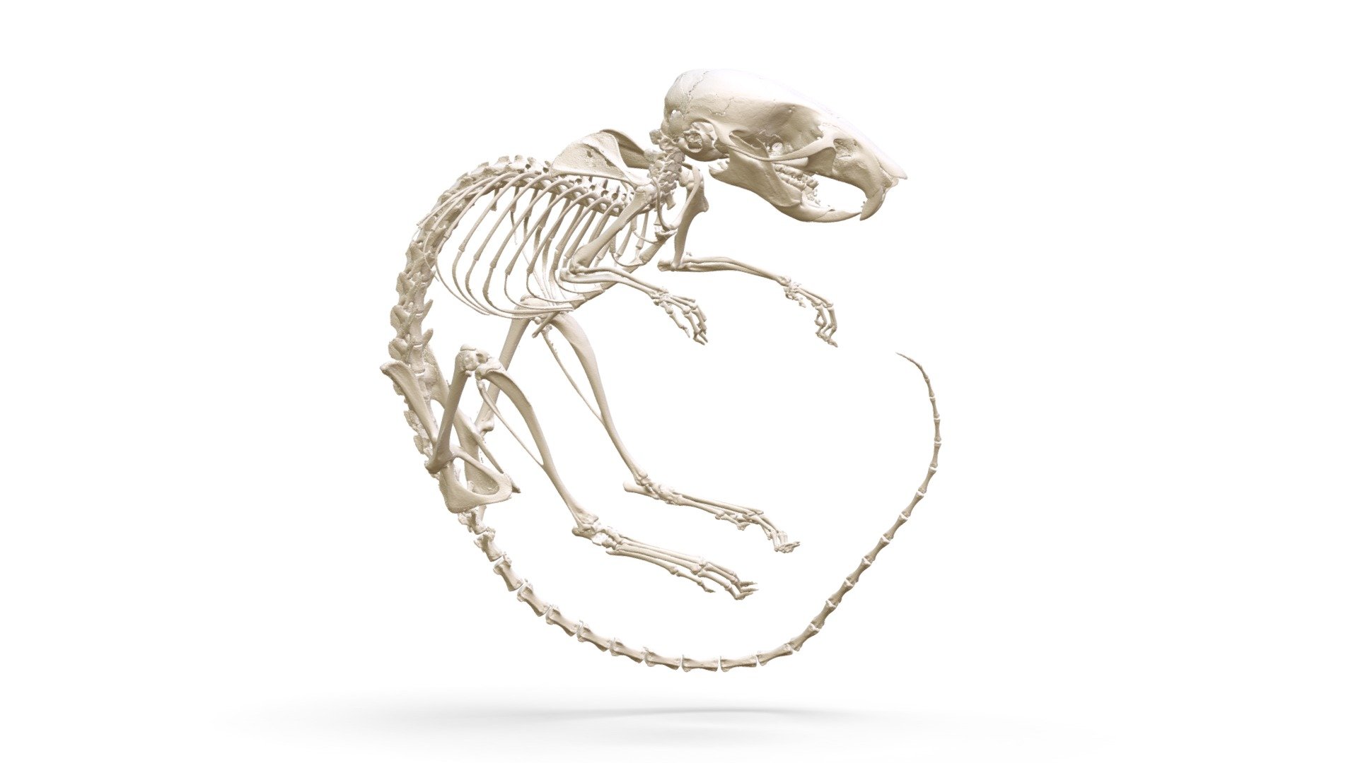 Apodemus uralensis (MSB:Mamm:249476) - 3D model by Biodiversity ...
