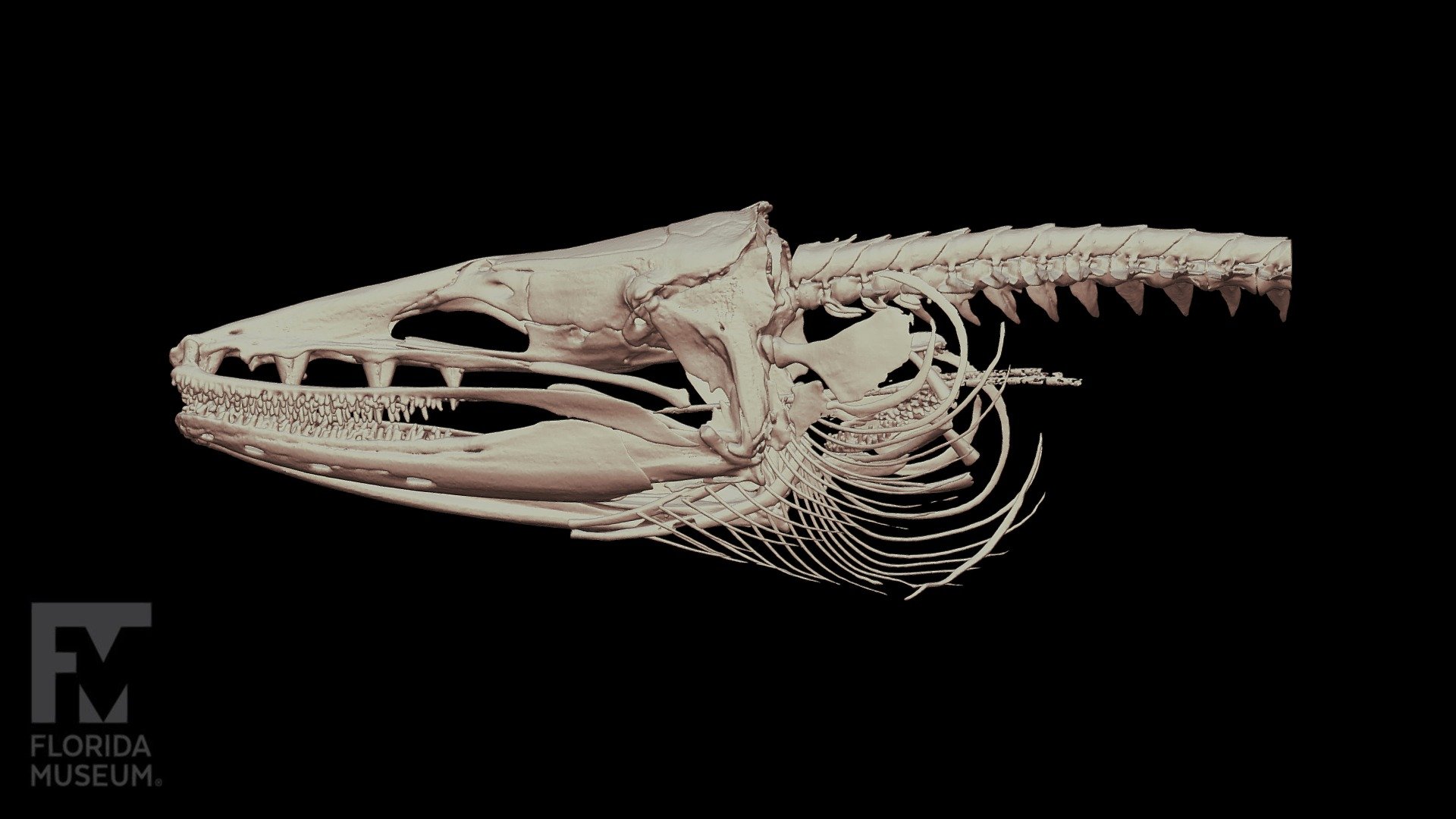 Cutthroat eel - Deepwater Marine Fish - 3D model by FloridaMuseum ...