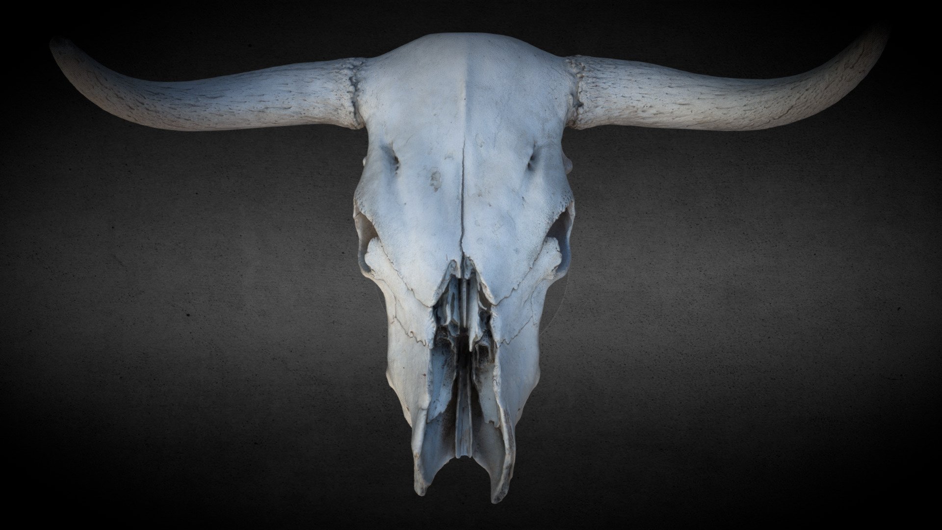 Bull's scull - 3D model by JoseMartinezRubio [fde1453] - Sketchfab