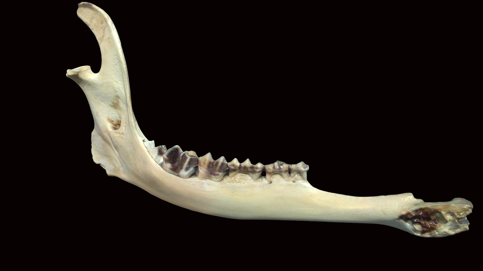 Deer Jaw 1.5 yrs - Download Free 3D model by RMAP Vancouver Island ...
