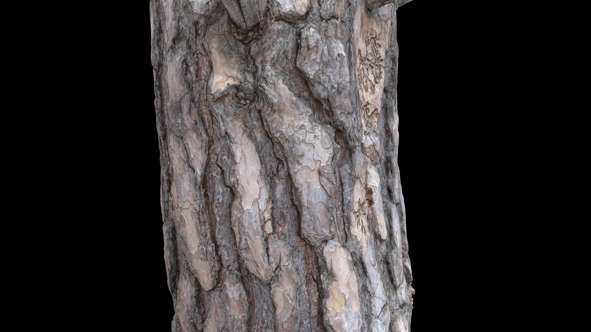 HQ Photogrammetry of Pine Trunk Tree - Download Free 3D model by ...
