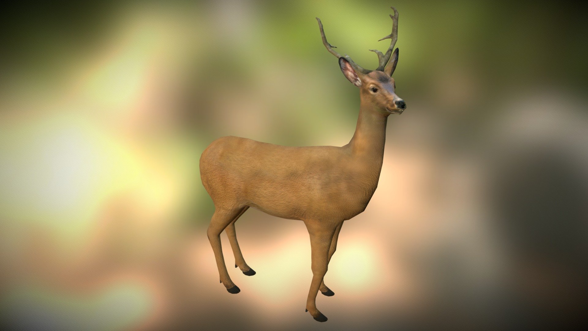 Deer - 3D model by Dokyo [fdfd1f1] - Sketchfab