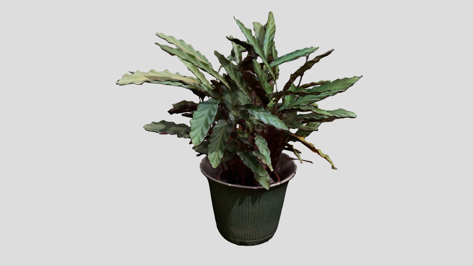 Calathea Rufibarba - Houseplant - Download Free 3D model by max ...