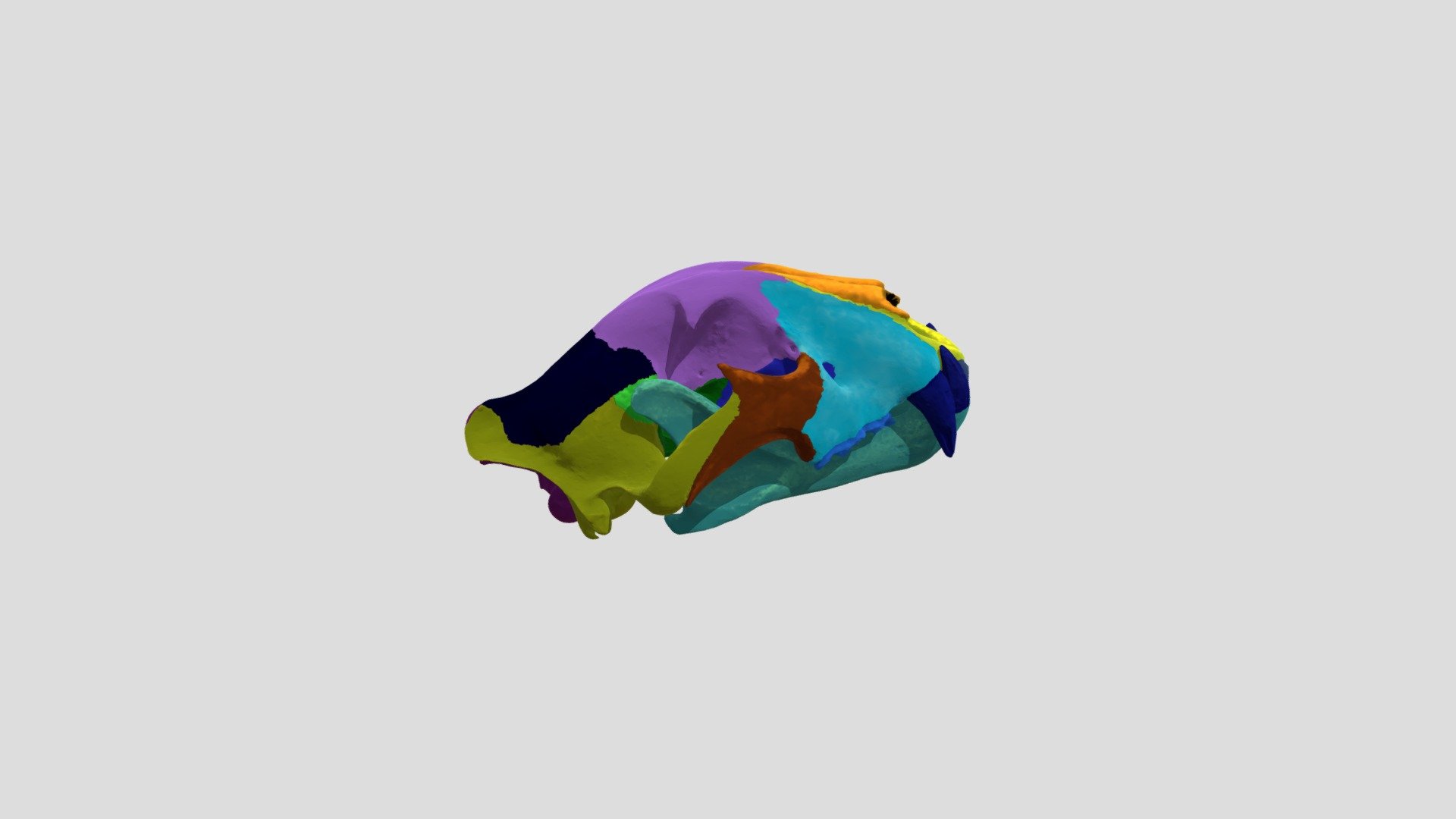 Crâne de Lion (Panthera leo) - 3D model by odiya [fe04064] - Sketchfab